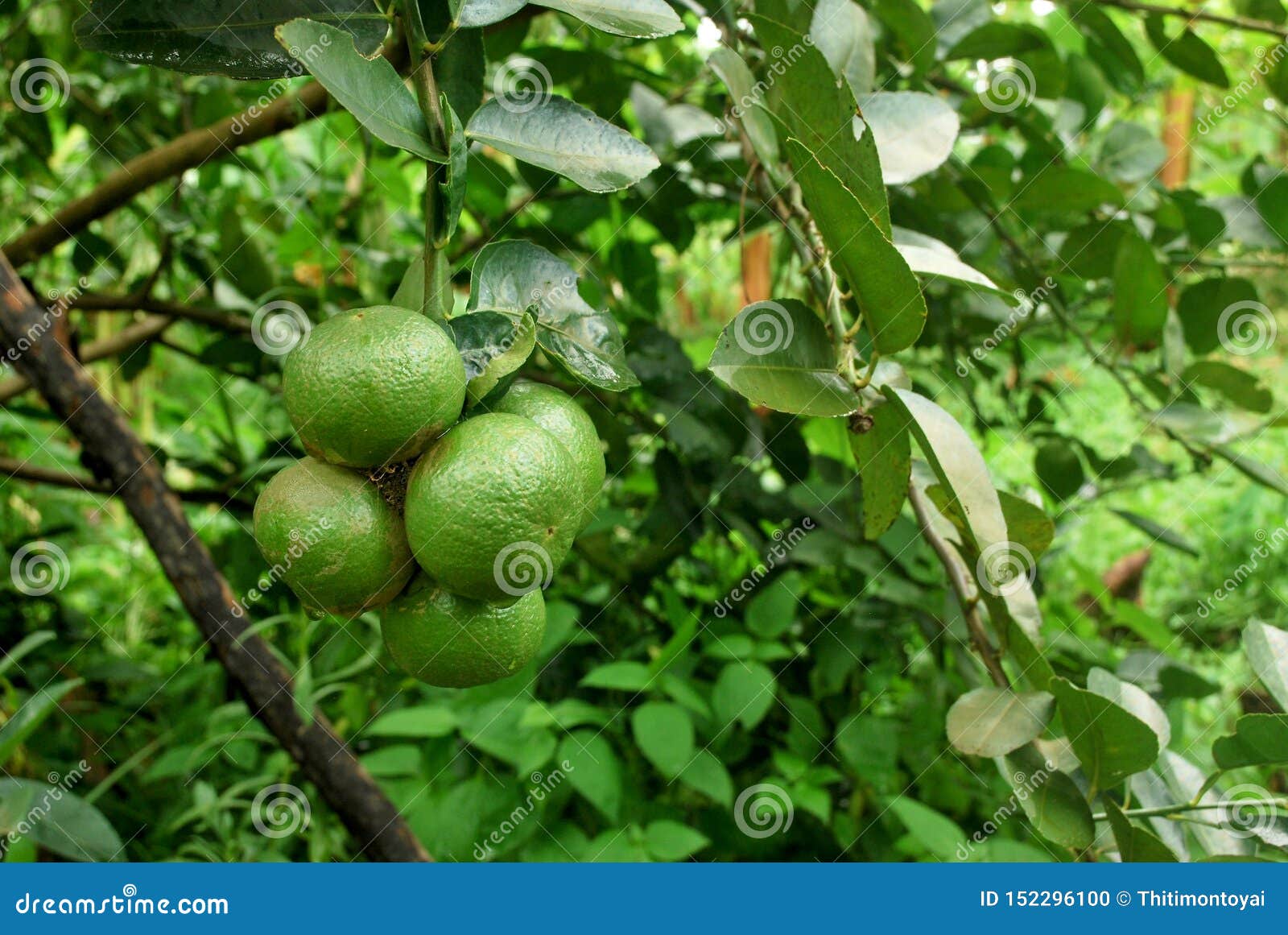 Thai lemon . stock photo. Image of career, milk, ingredient - 152296100