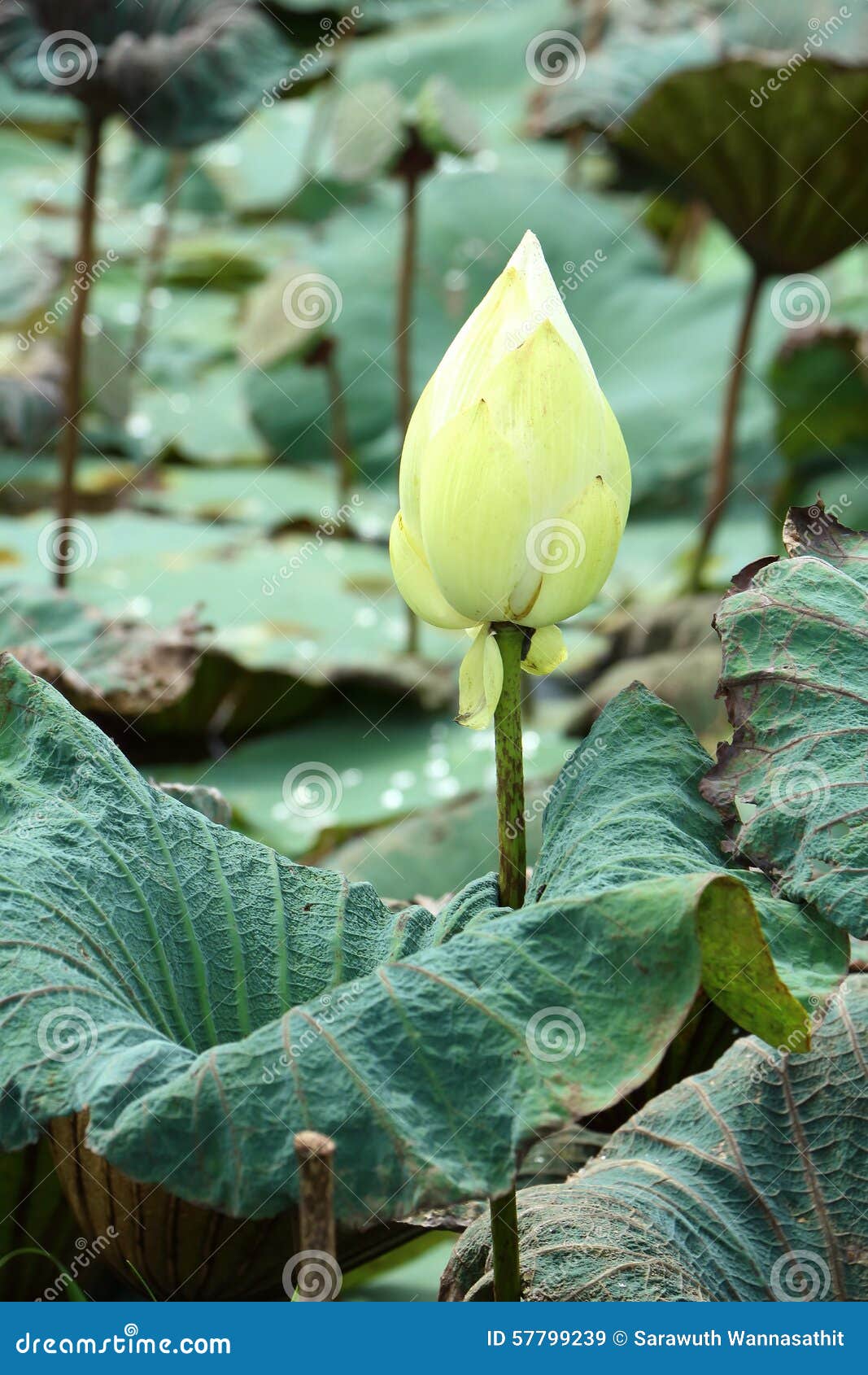 Thai lily flower blooming stock image. Image of nature - 57799239