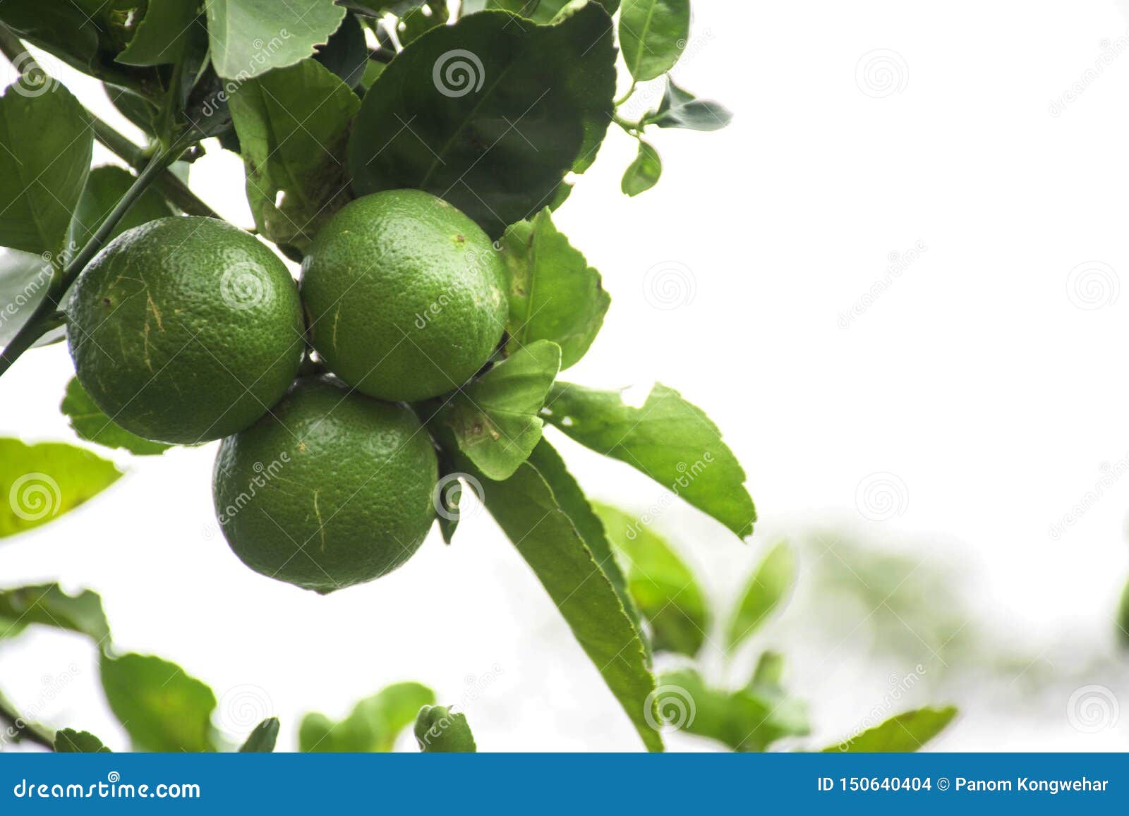 Thai lemon stock photo. Image of background, closeup - 150640404