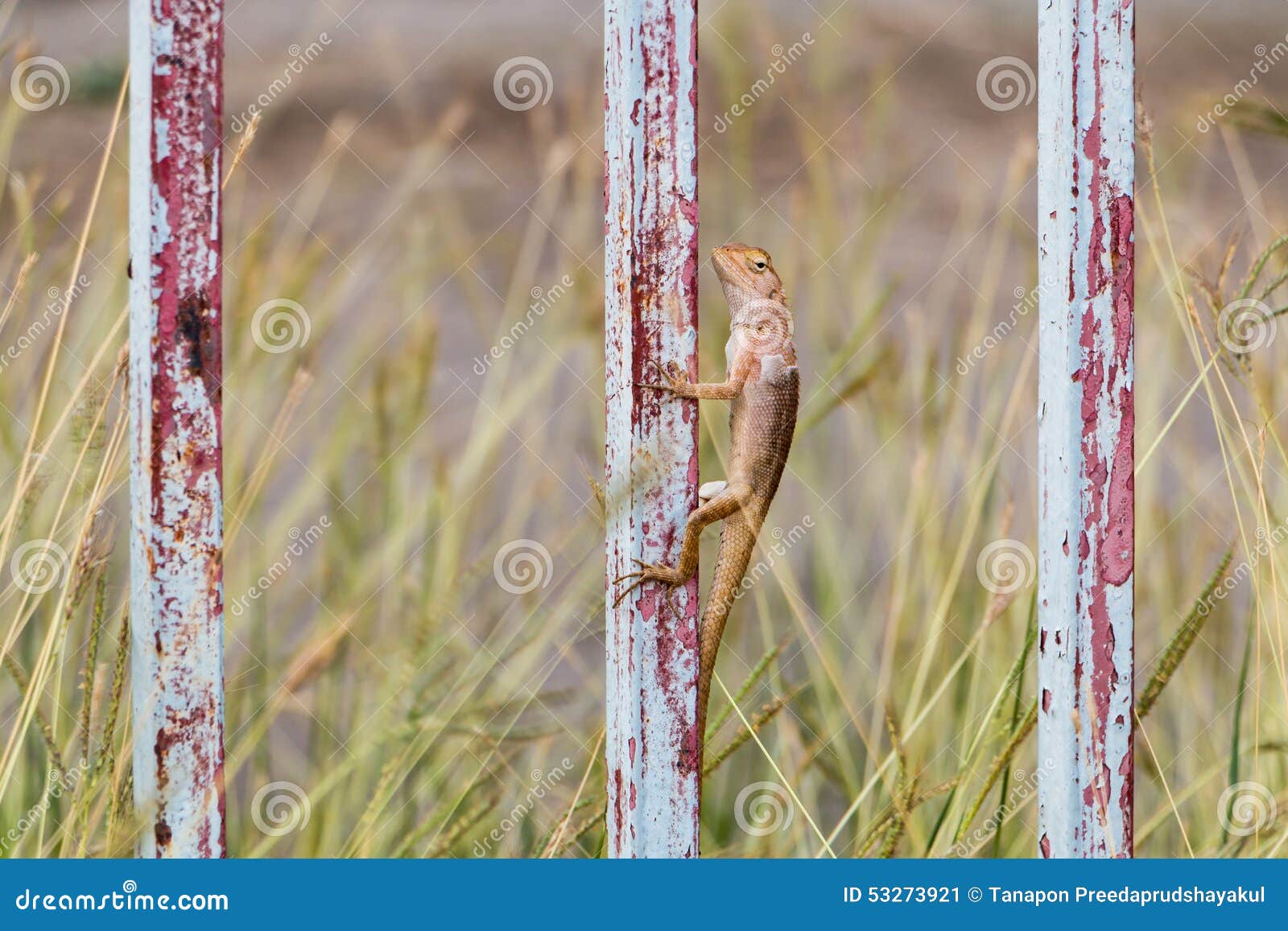 Thai lizard stock image. Image of branch, iguana, creeper - 53273921
