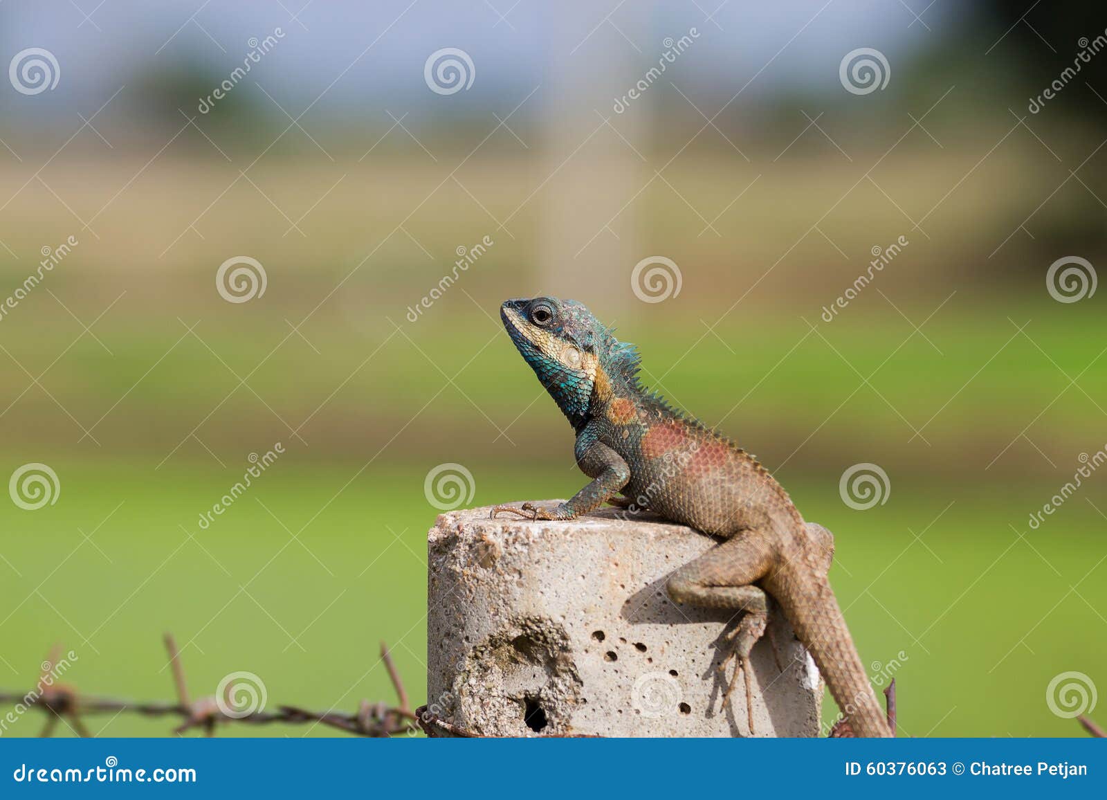 Thai lizard stock image. Image of green, camouflage, plant - 60376063