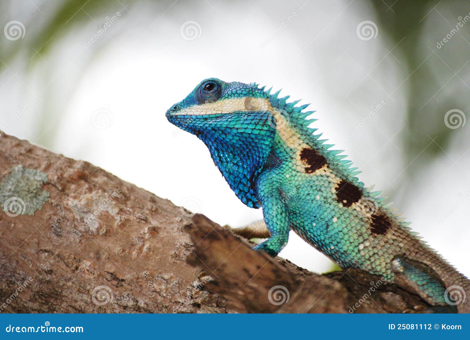 Thai lizard on tree stock photo. Image of leafy, reptile - 25081112