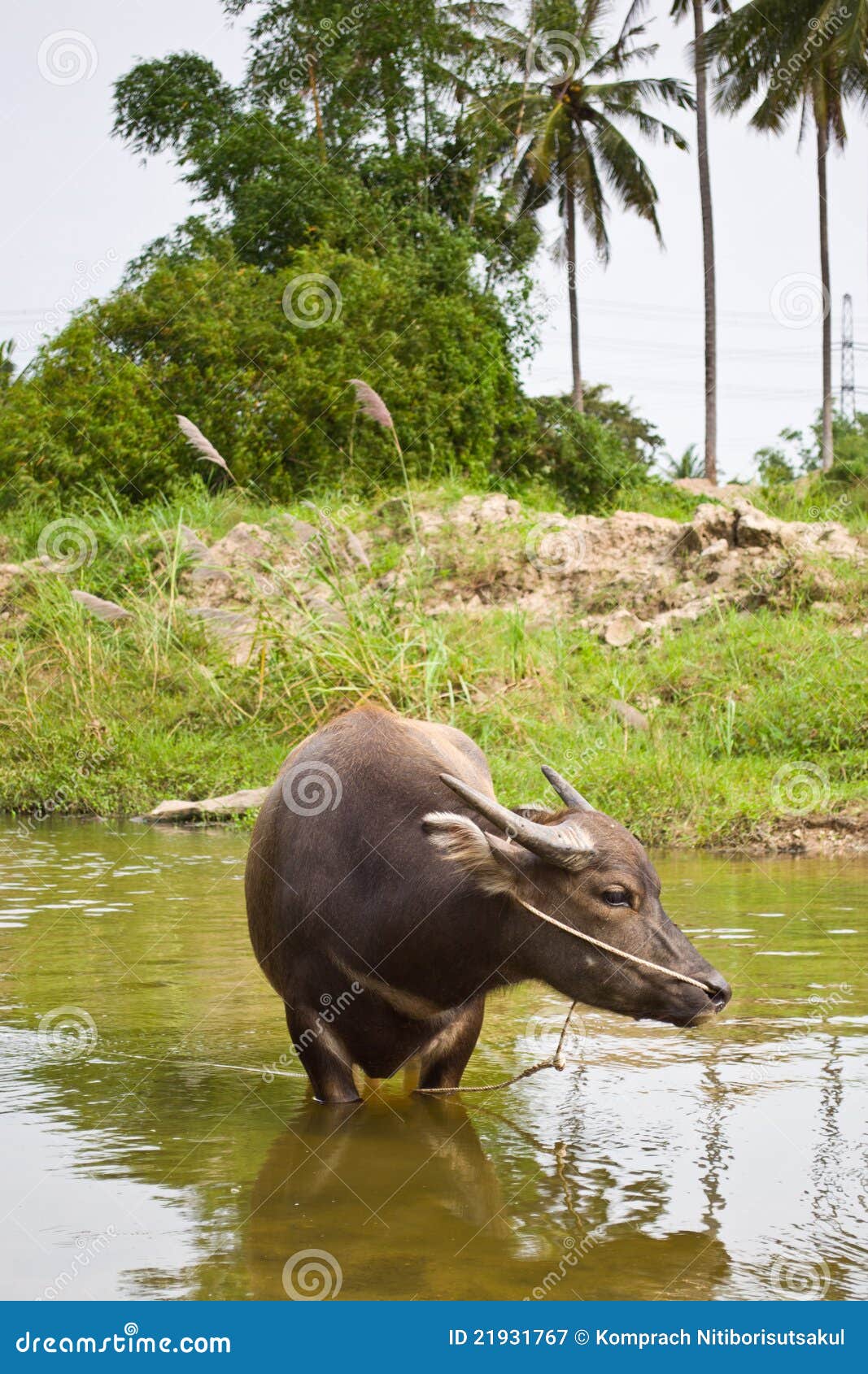 Buffalo stock image. Image of buffalo, nature, water - 21931767