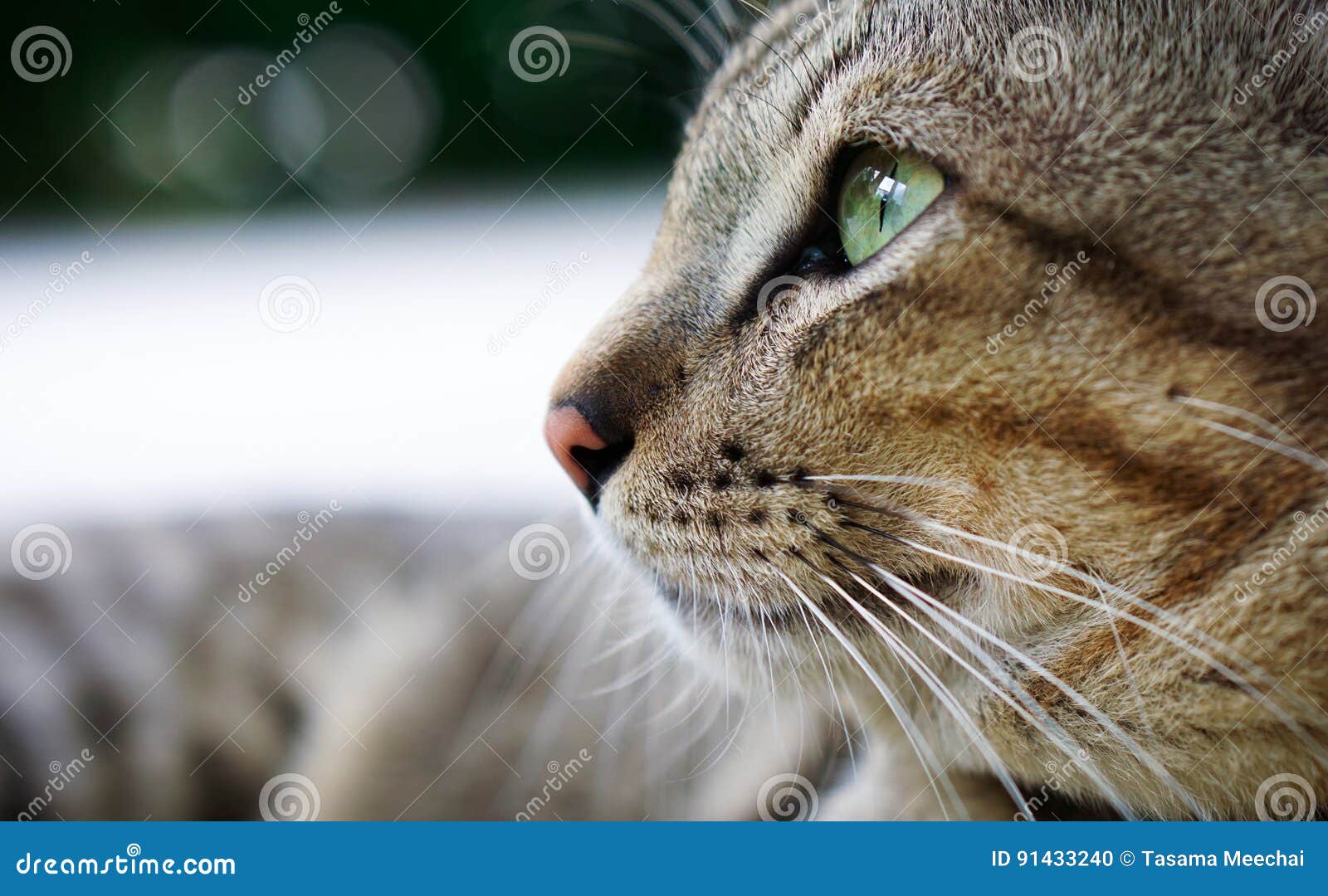 Thai local cat stock photo. Image of eyes, looking, cute - 91433240