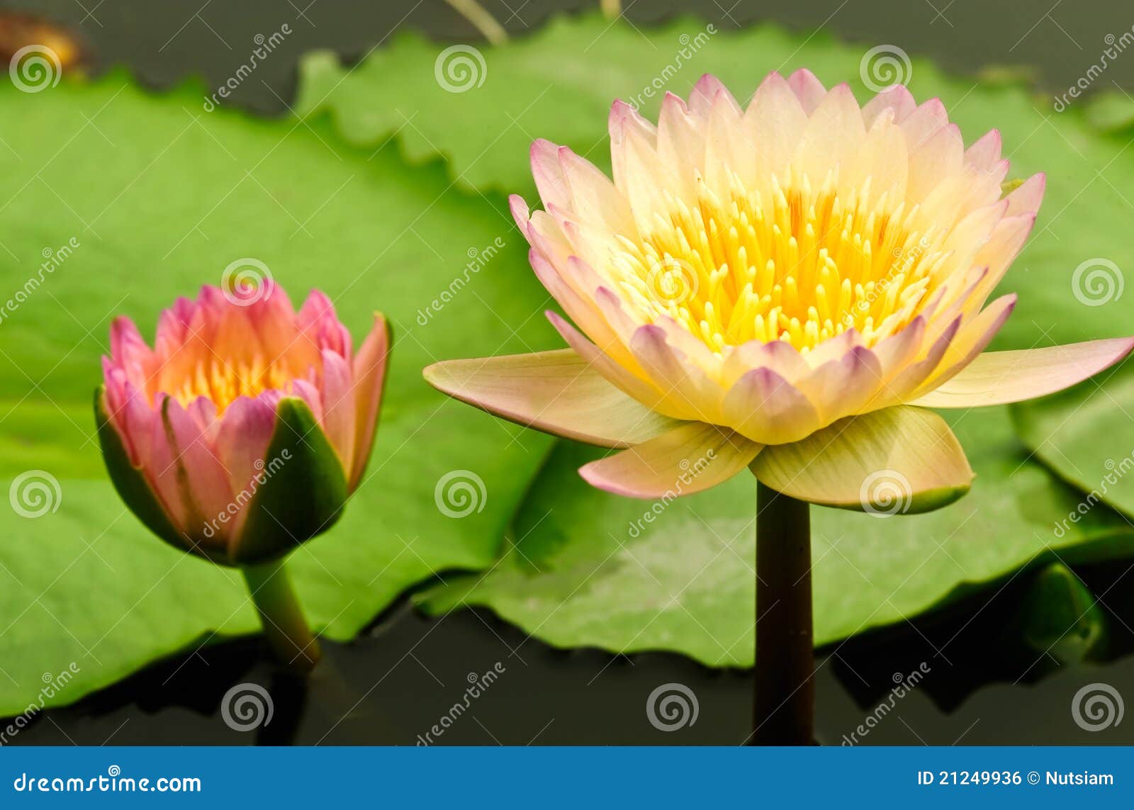 Thai lotus stock photo. Image of nature, green, foreground - 21249936