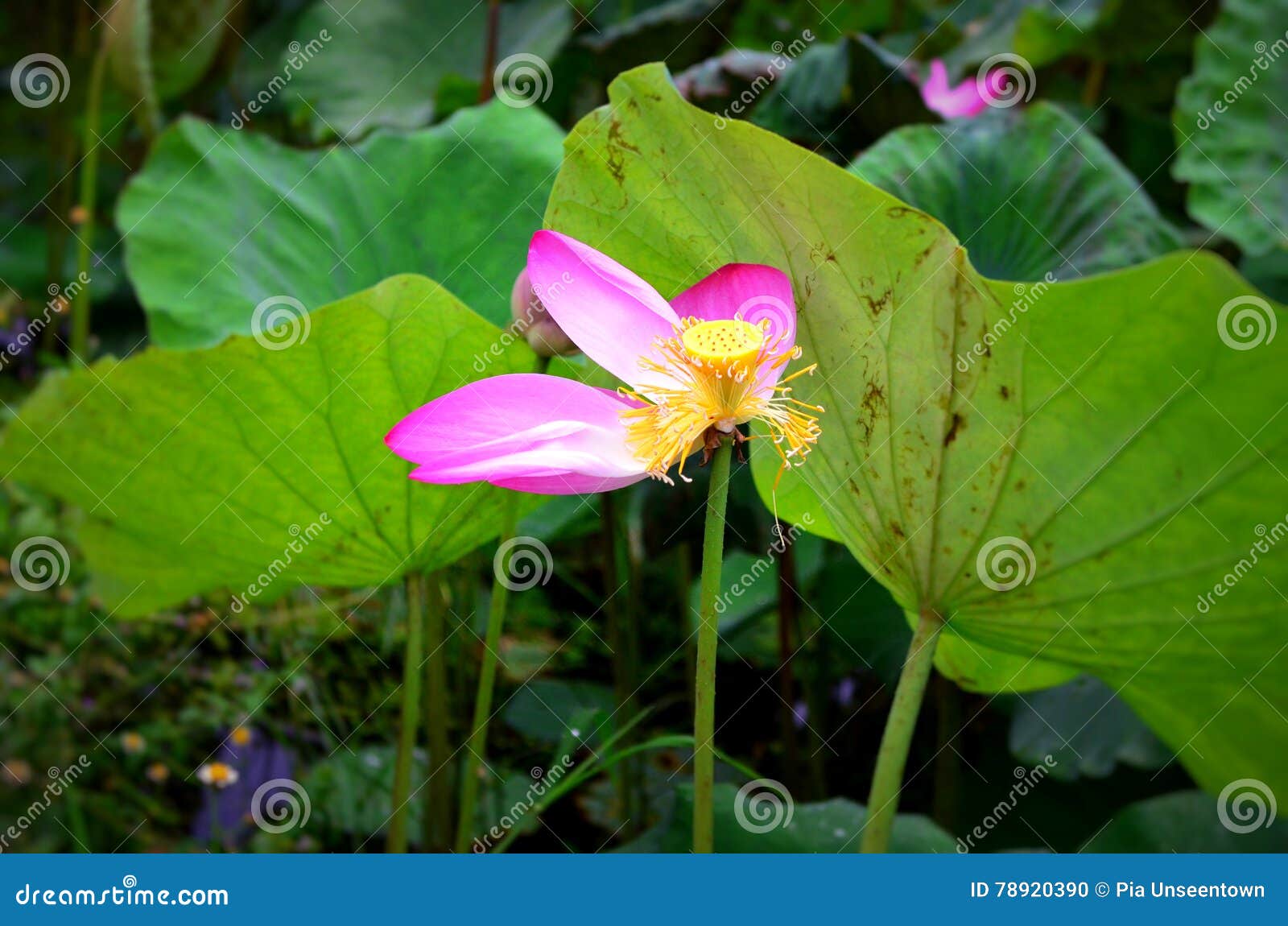 Thai lotus stock photo. Image of bloom, worship, gradually - 78920390