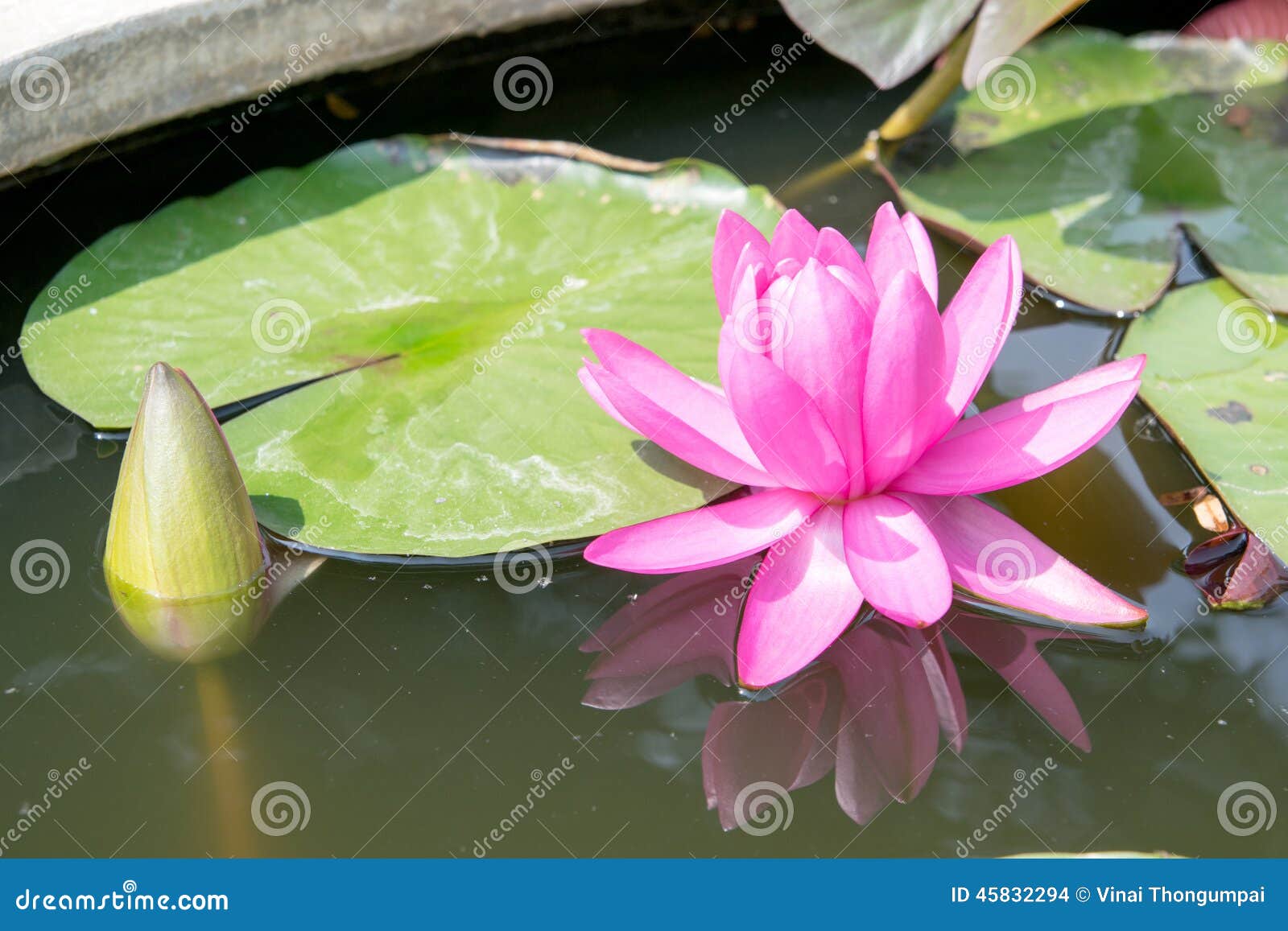 Thai lotus in pond stock photo. Image of floral, flora - 45832294