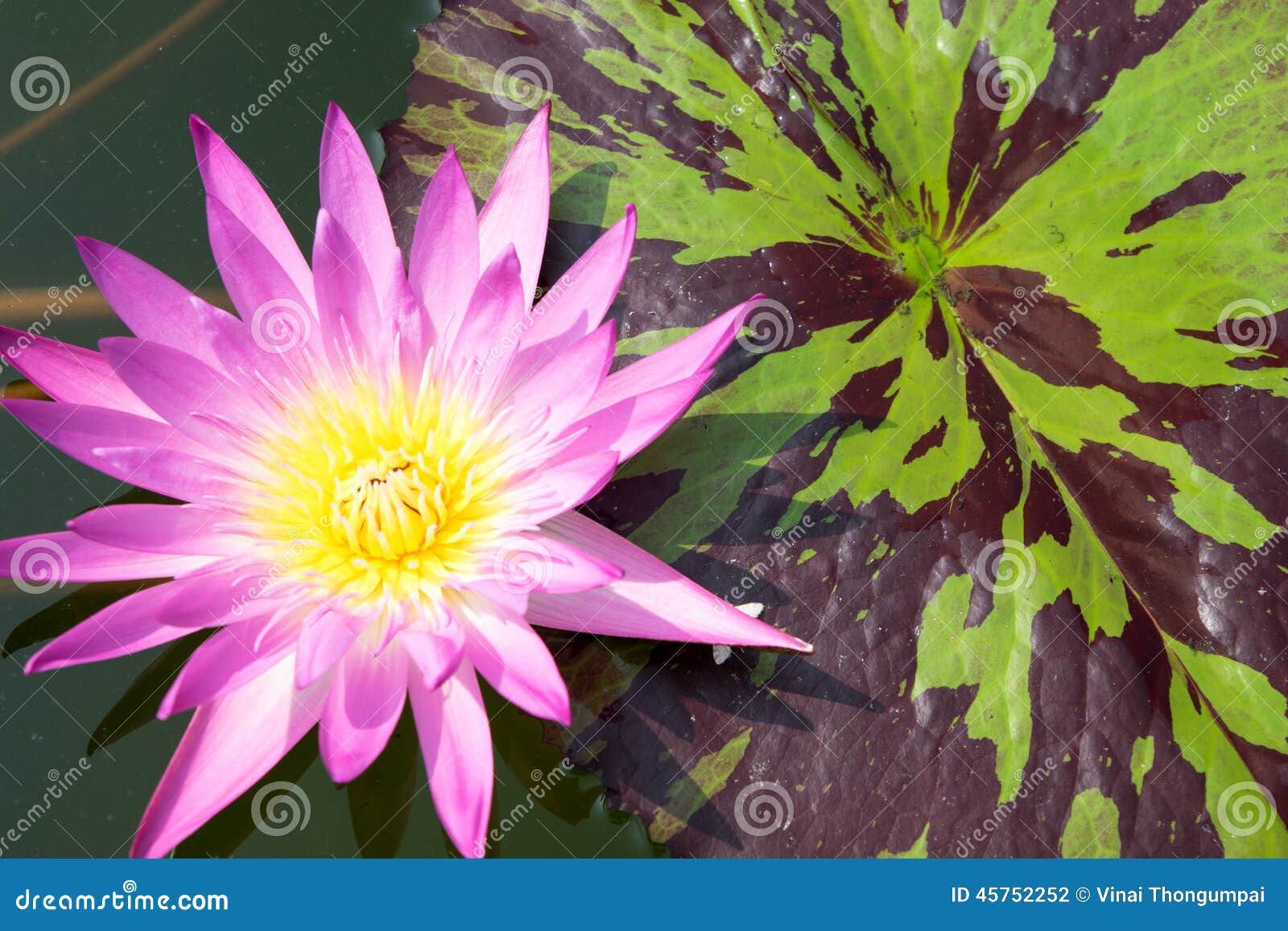 Thai lotus in pond stock photo. Image of bloom, flower - 45752252