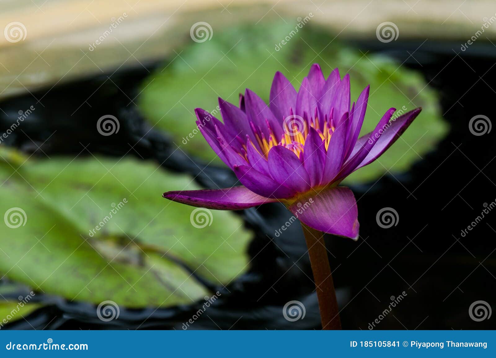 Thai Lotus Purple Color Blooming Side View on Water with Leaves Stock ...