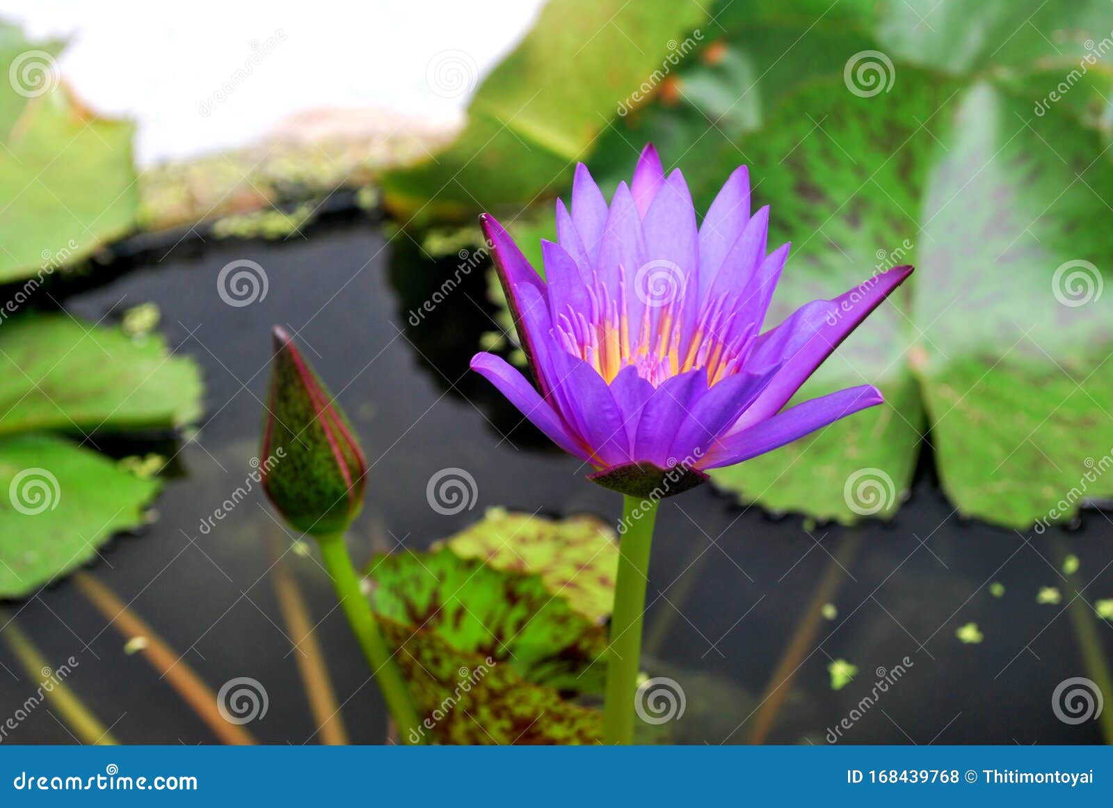 Thai lotus. stock photo. Image of bloom, bright, green - 168439768
