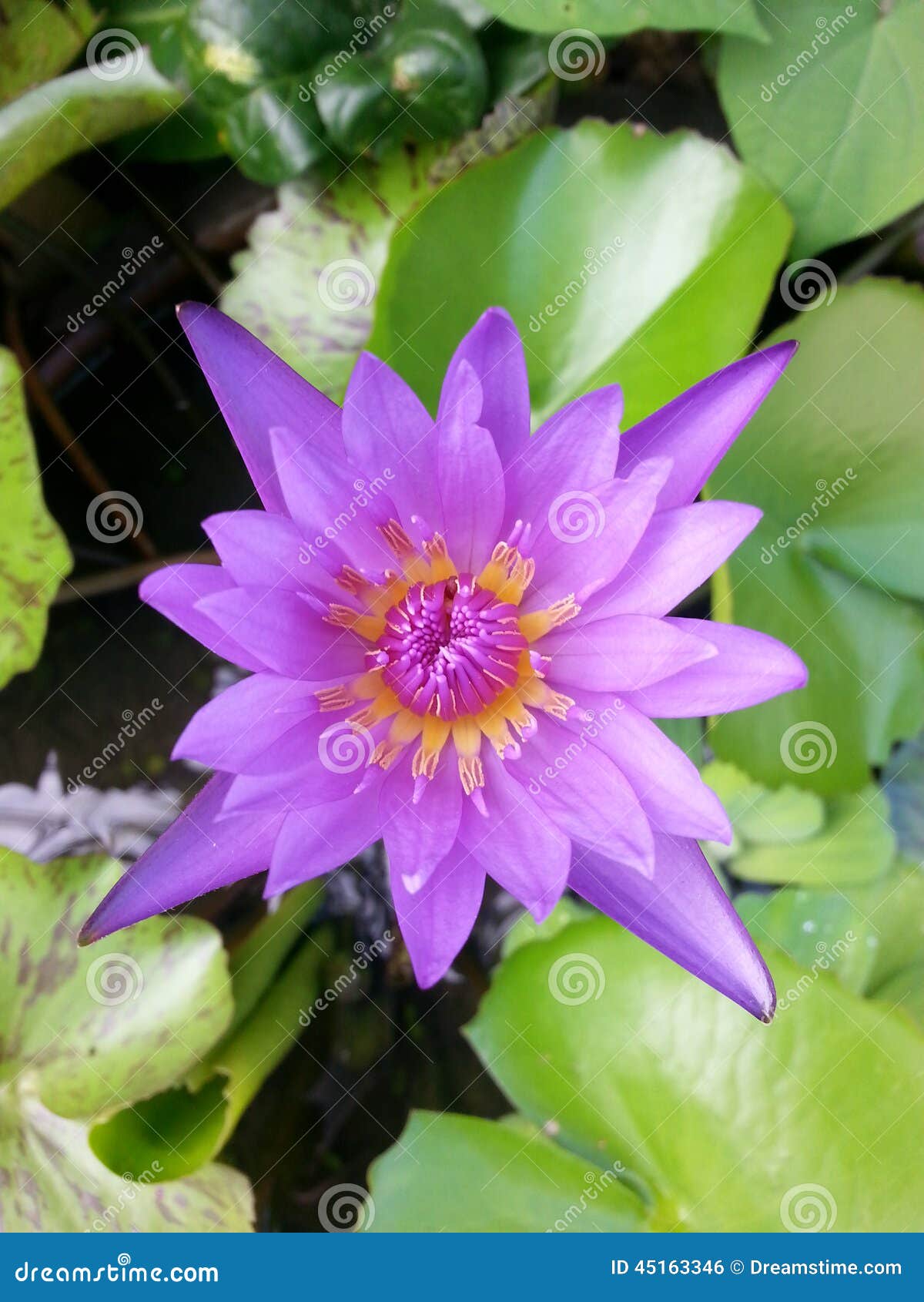 Thai lotus stock photo. Image of purple, thai, lotus - 45163346