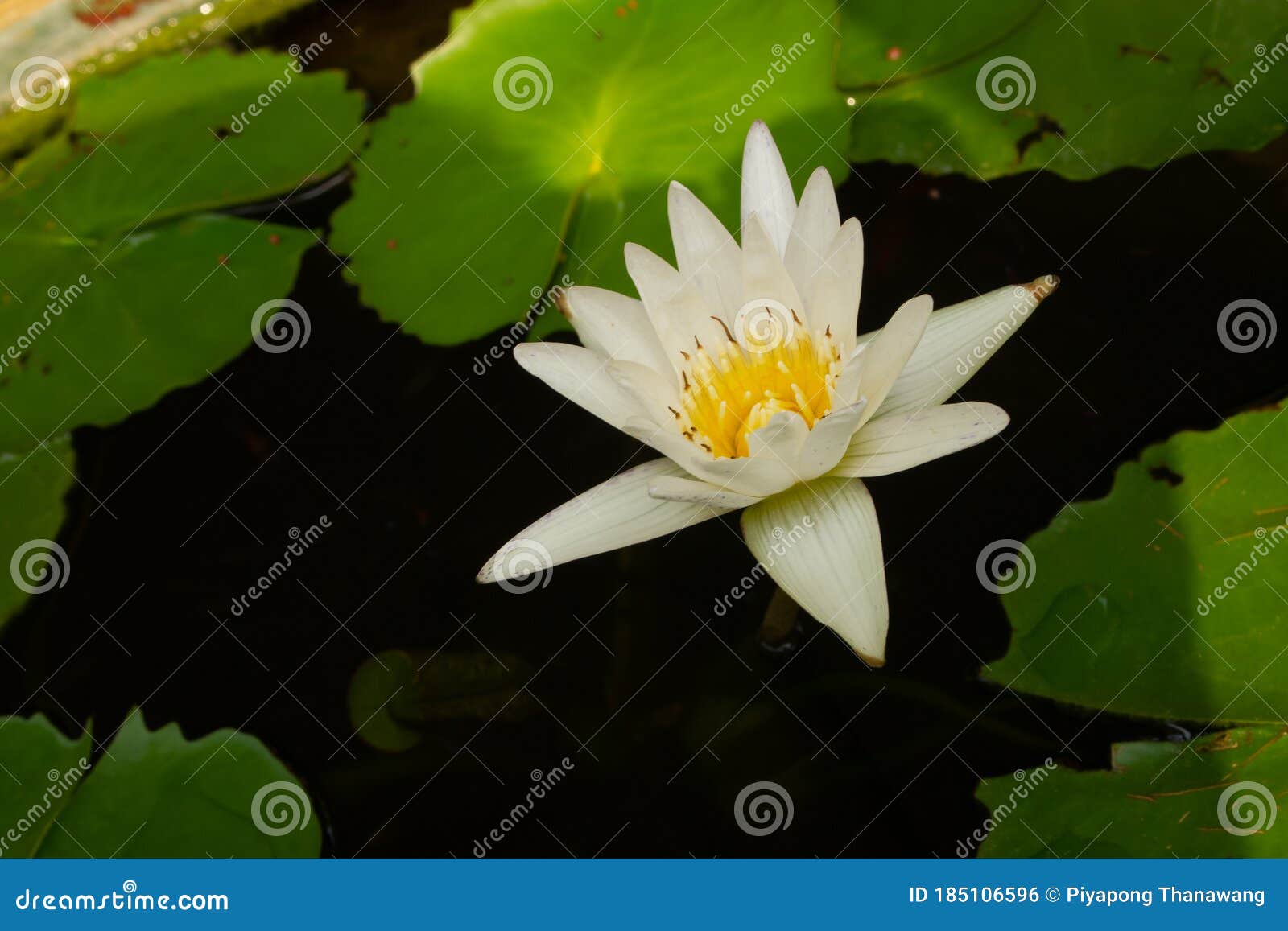 Thai Lotus Top View On The Water Stock Image | CartoonDealer.com #185106643
