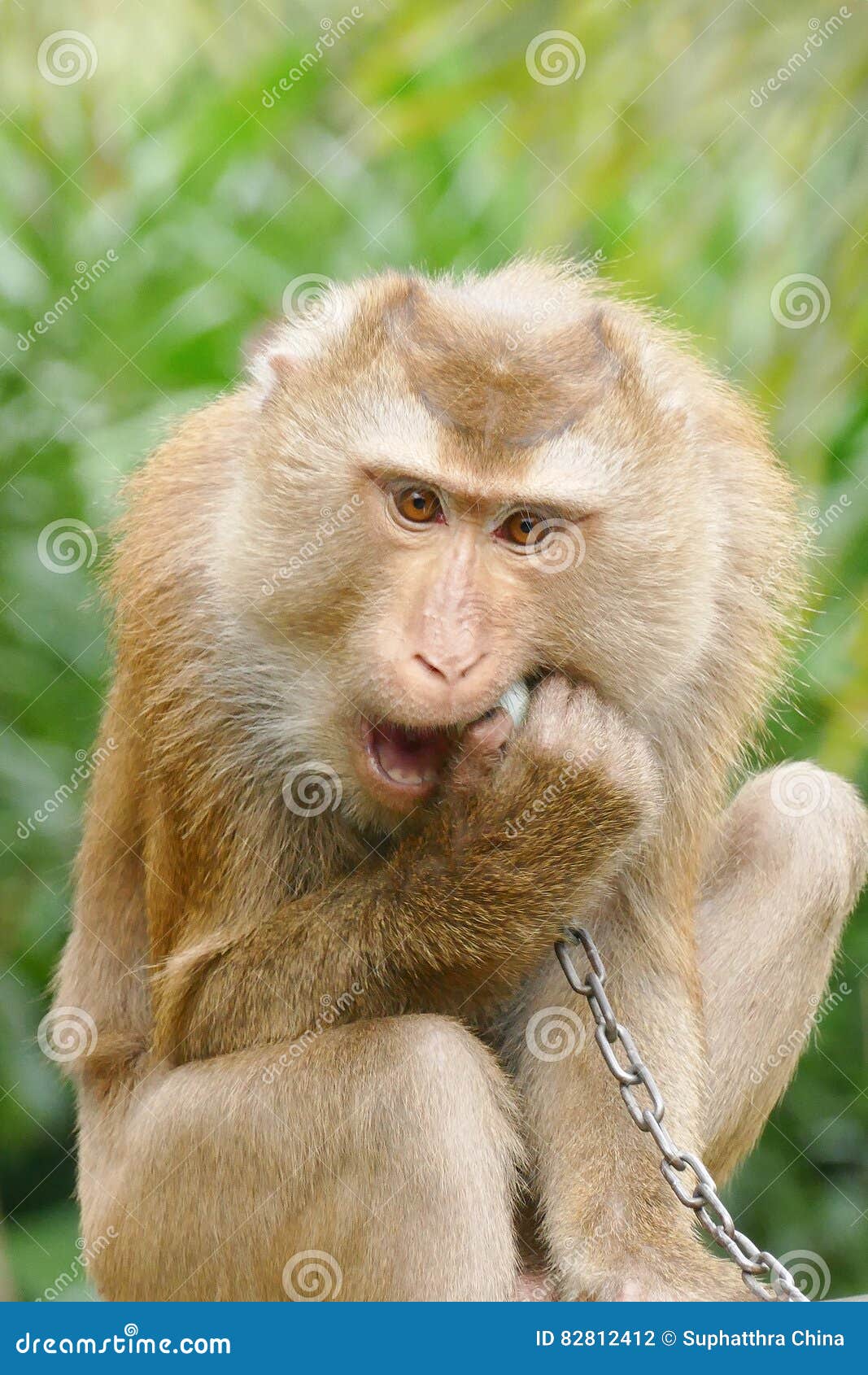 Thai Macaque monkey stock photo. Image of thailand, macaque - 82812412