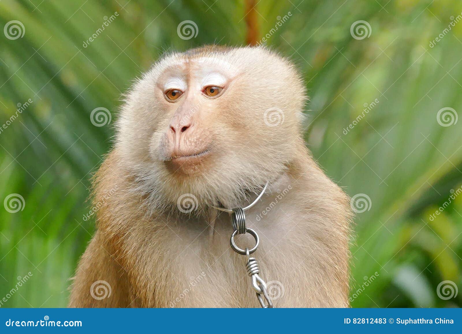 Thai Macaque monkey stock image. Image of tropical, portrait - 82812483