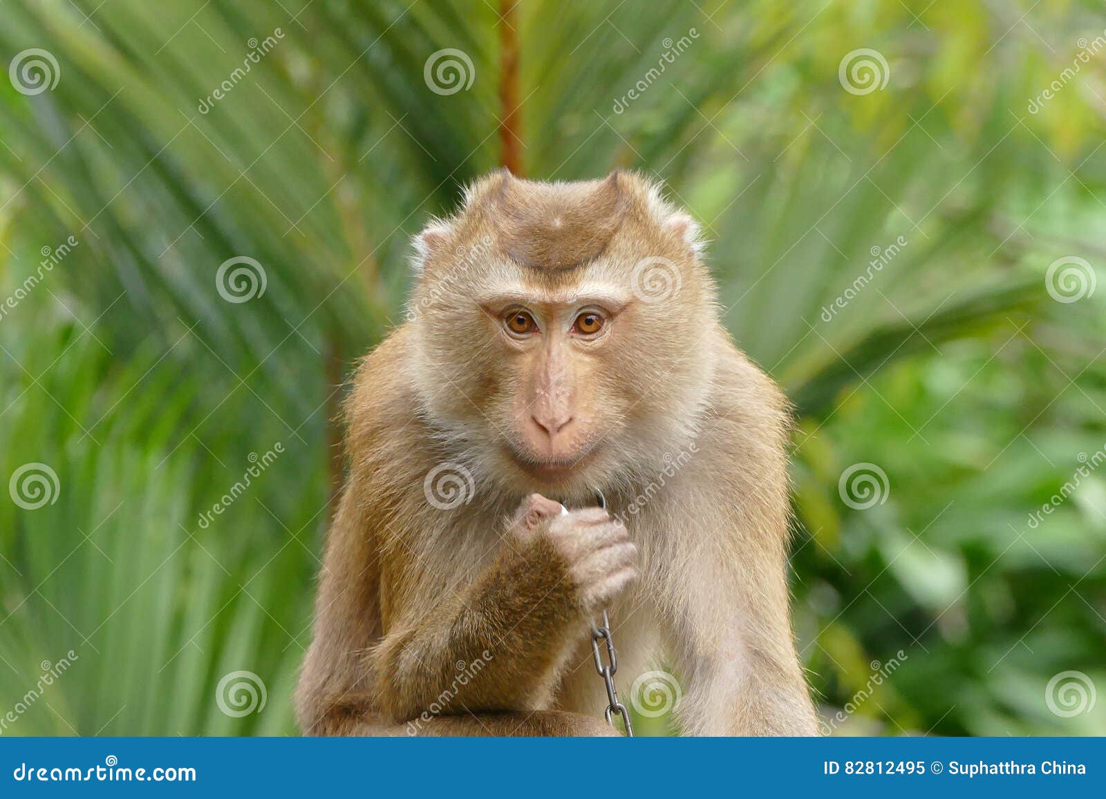 Thai Macaque monkey stock image. Image of primate, wild - 82812495