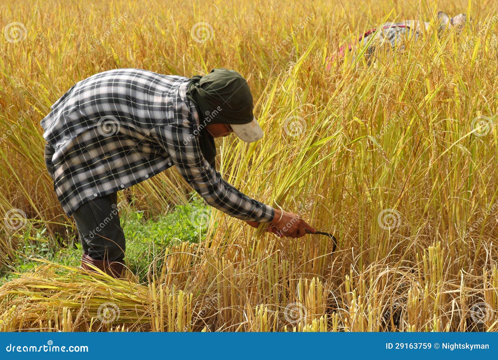 Thai man farmer stock image. Image of craft, cultivator - 29163759