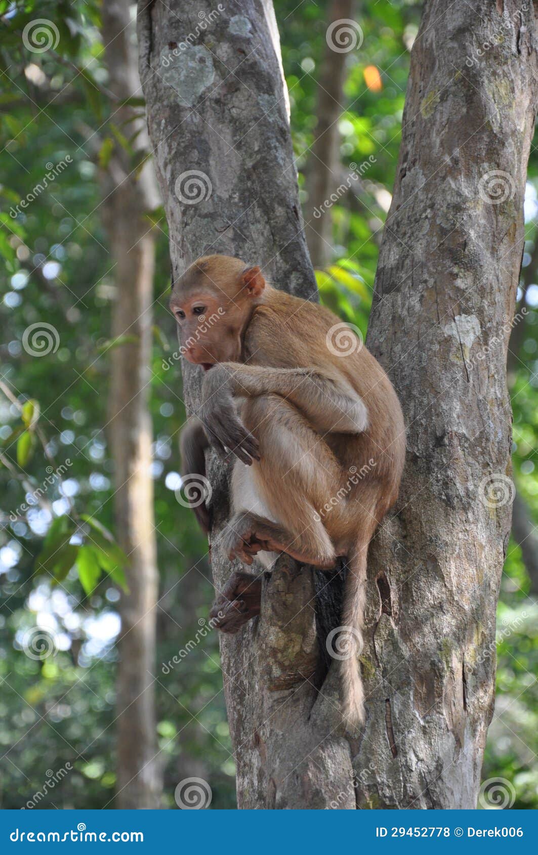 Thai monkey stock photo. Image of mammal, sitting, thailand - 29452778