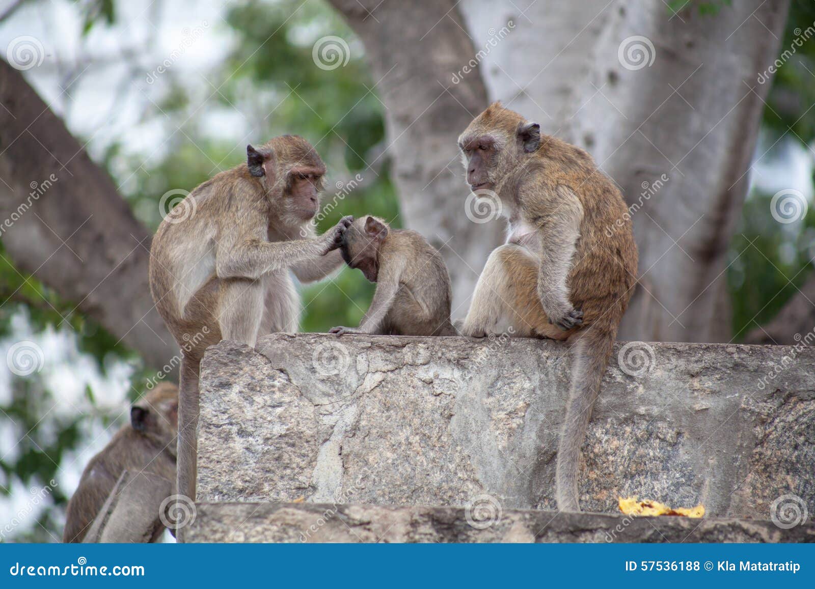 Thai Monkey Family in the Thai Temple Stock Photo - Image of feeding ...