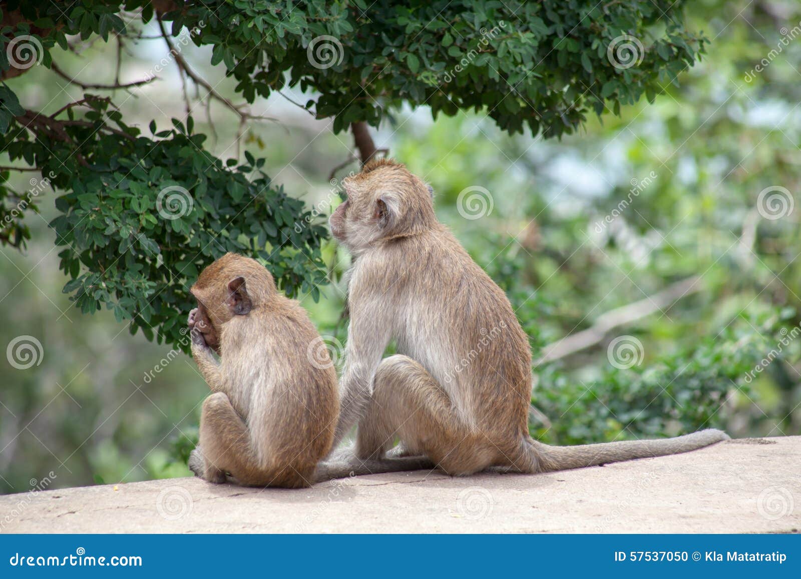 Thai Monkey Family in the Thai Temple Stock Photo - Image of monkeys ...
