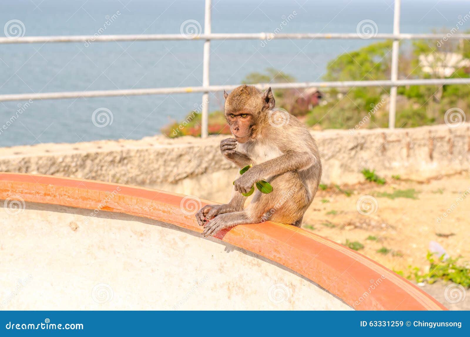 Thai Monkey (Macaque) Chewing on Grass Stock Image - Image of ...