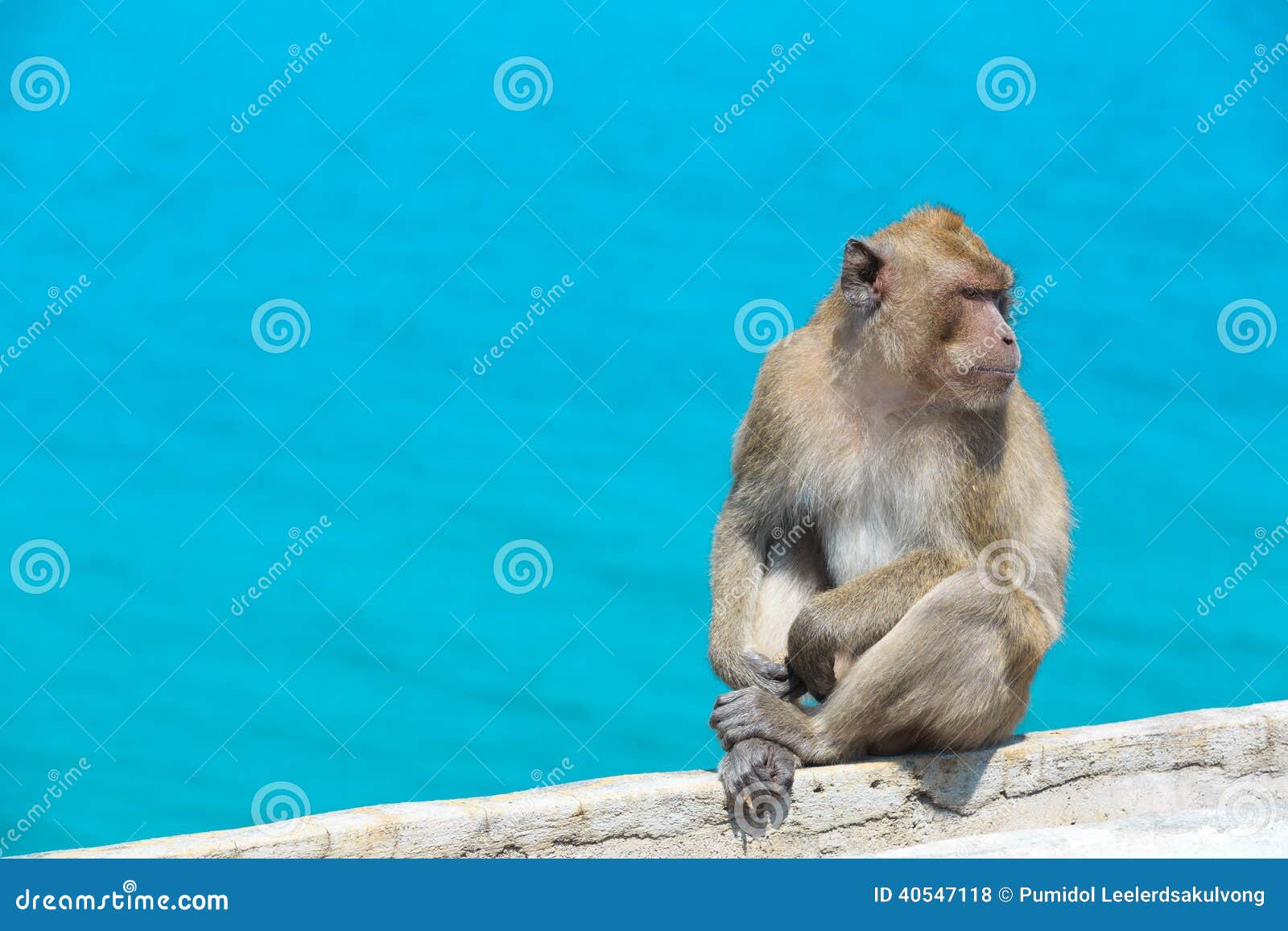 Thai monkey at sea stock photo. Image of nature, macaque - 40547118