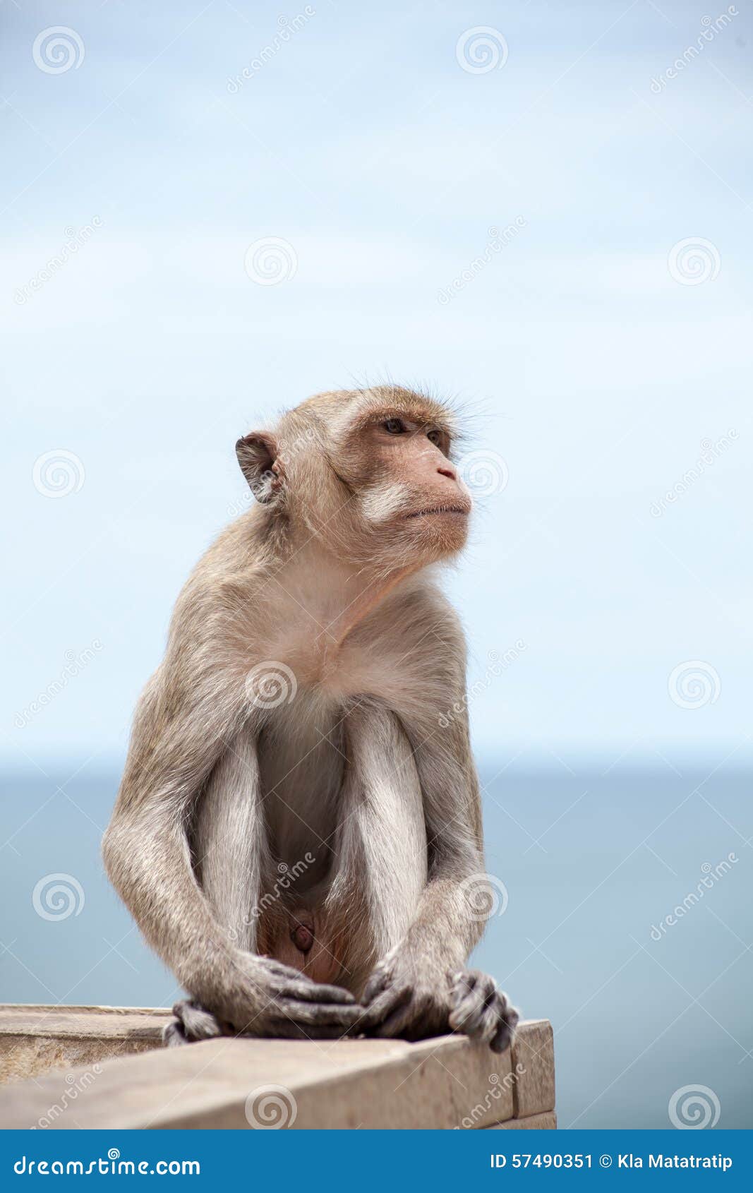 Thai Monkey and the sea stock image. Image of nose, mammal - 57490351