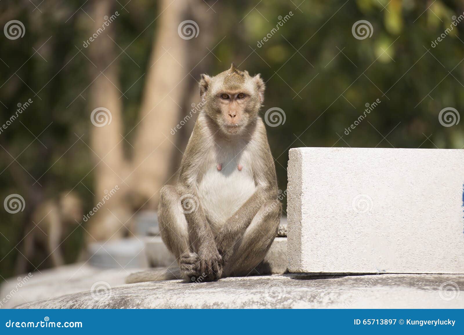 Thai Monkey stock image. Image of creature, face, asia - 65713897