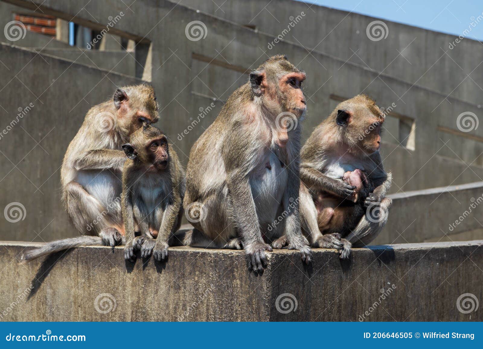 Thai Monkey in Thailand Southeast Asia Stock Image - Image of asia ...