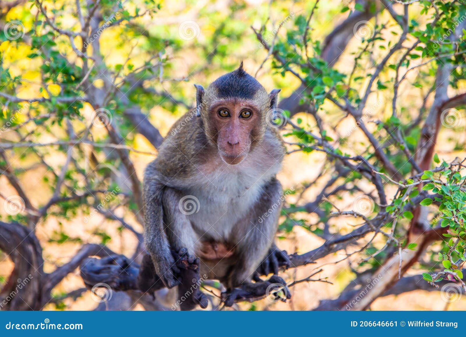 Thai Monkey in Thailand Southeast Asia Stock Image - Image of fauna ...