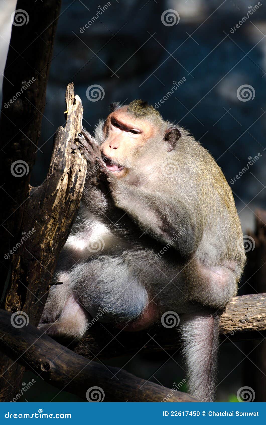 Thai monkeys stock photo. Image of chief, long, female - 22617450