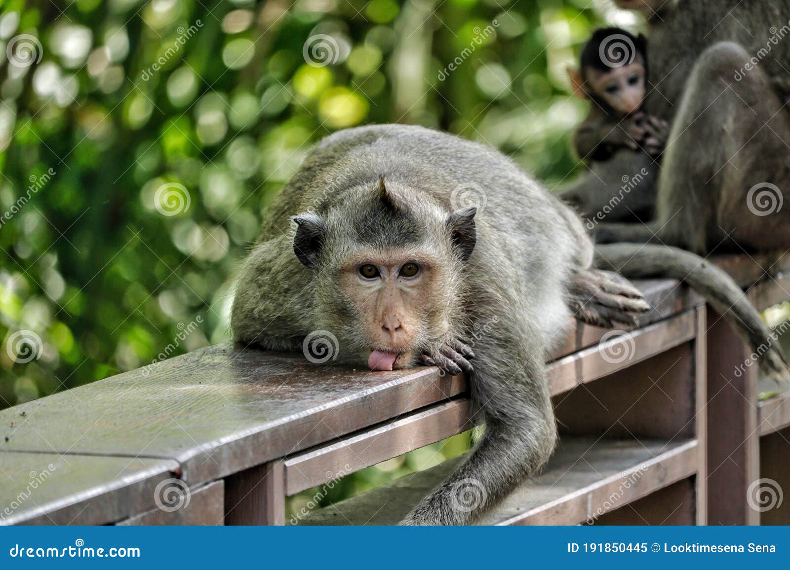 Thai monkeys stock image. Image of monkey, monkeys, happy - 191850445