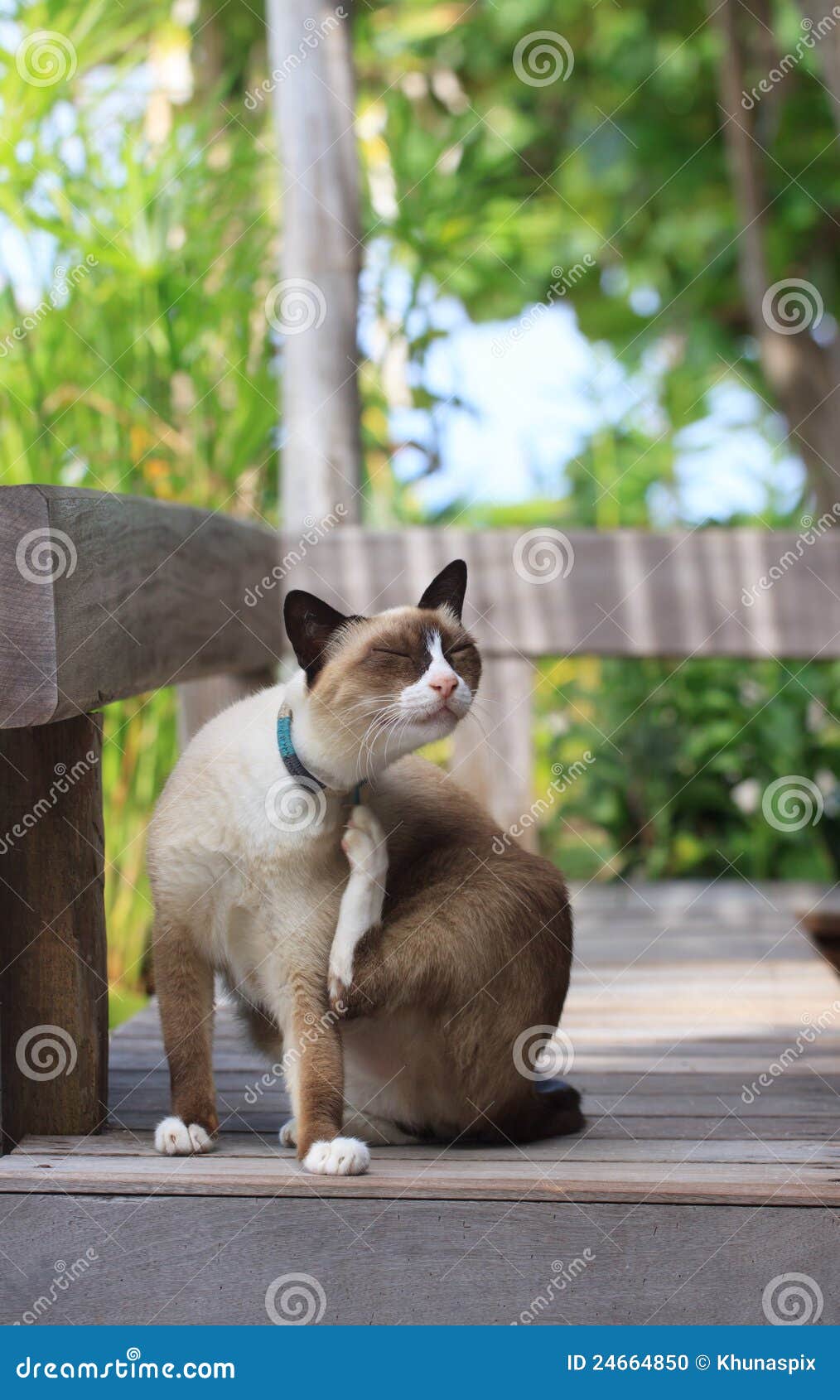 Thai native cats stock photo. Image of outdoor, look - 24664850