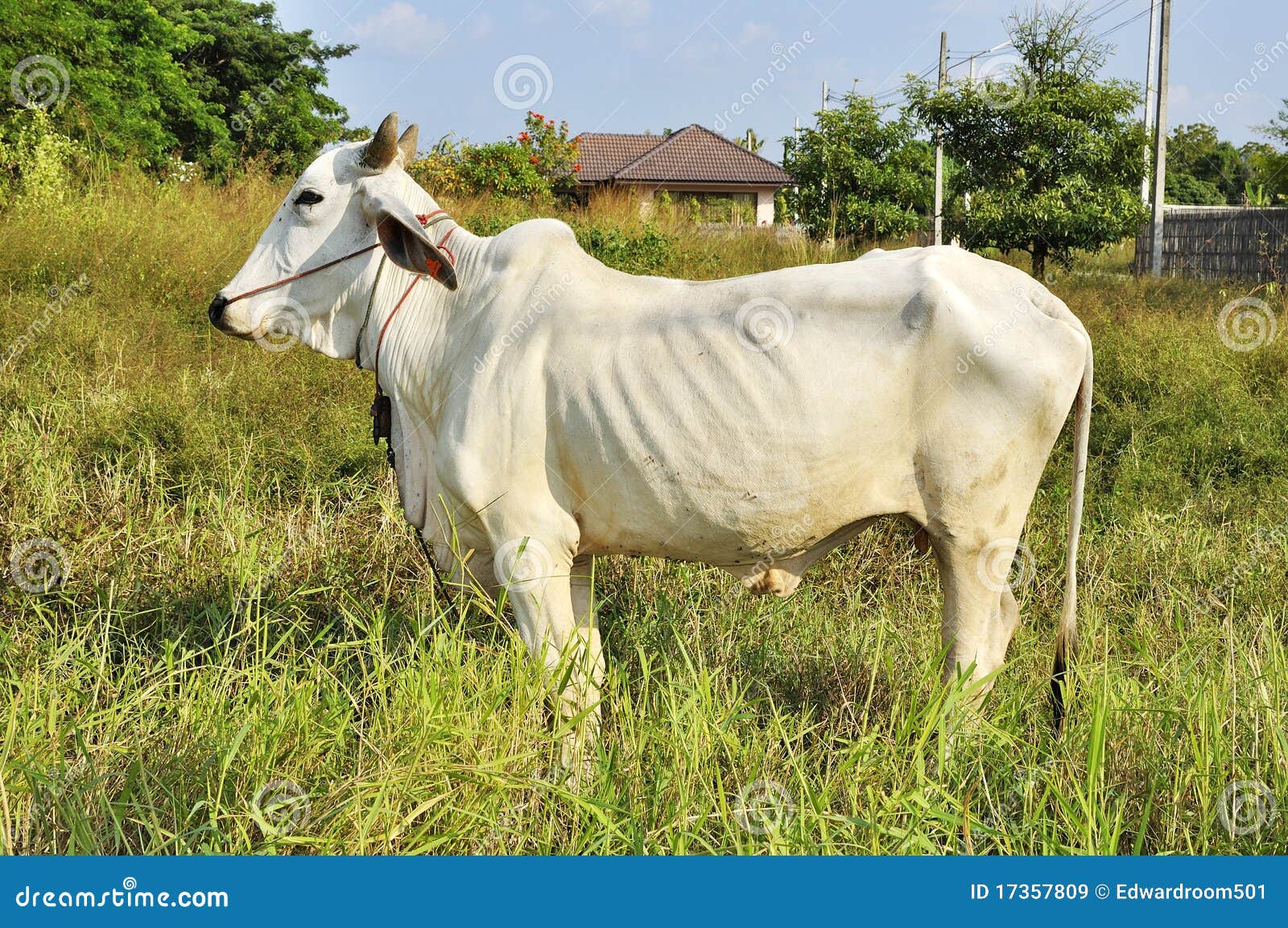 Thai Native Cattle. in a Field Eating Grass. Stock Image - Image of ...