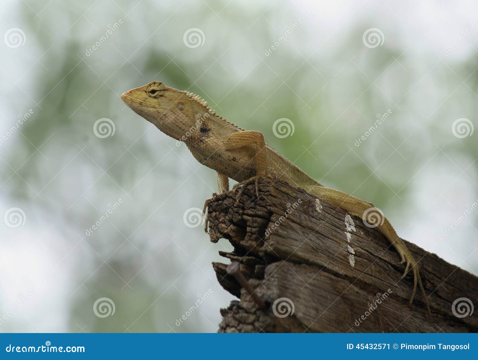 Thai Native Lizard or Chameleon Stock Image - Image of basilisk ...