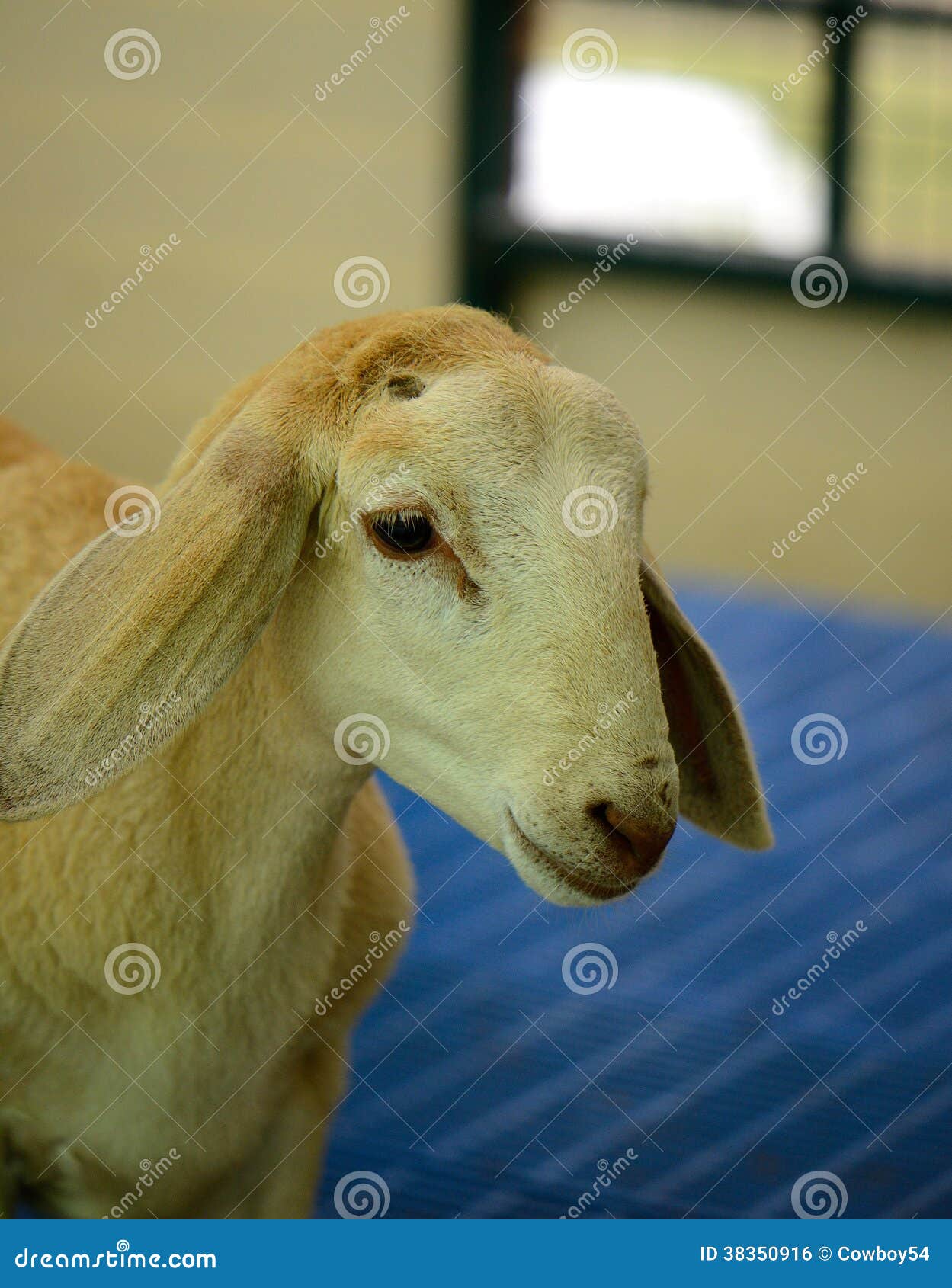 Thai native sheep stock photo. Image of farm, asian, culture - 38350916