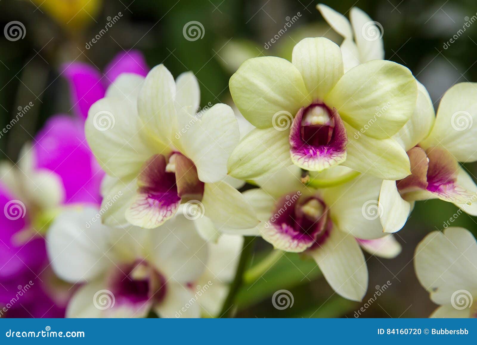 Thai Orchids Queen of Flowers in Thailand Stock Photo - Image of bright ...