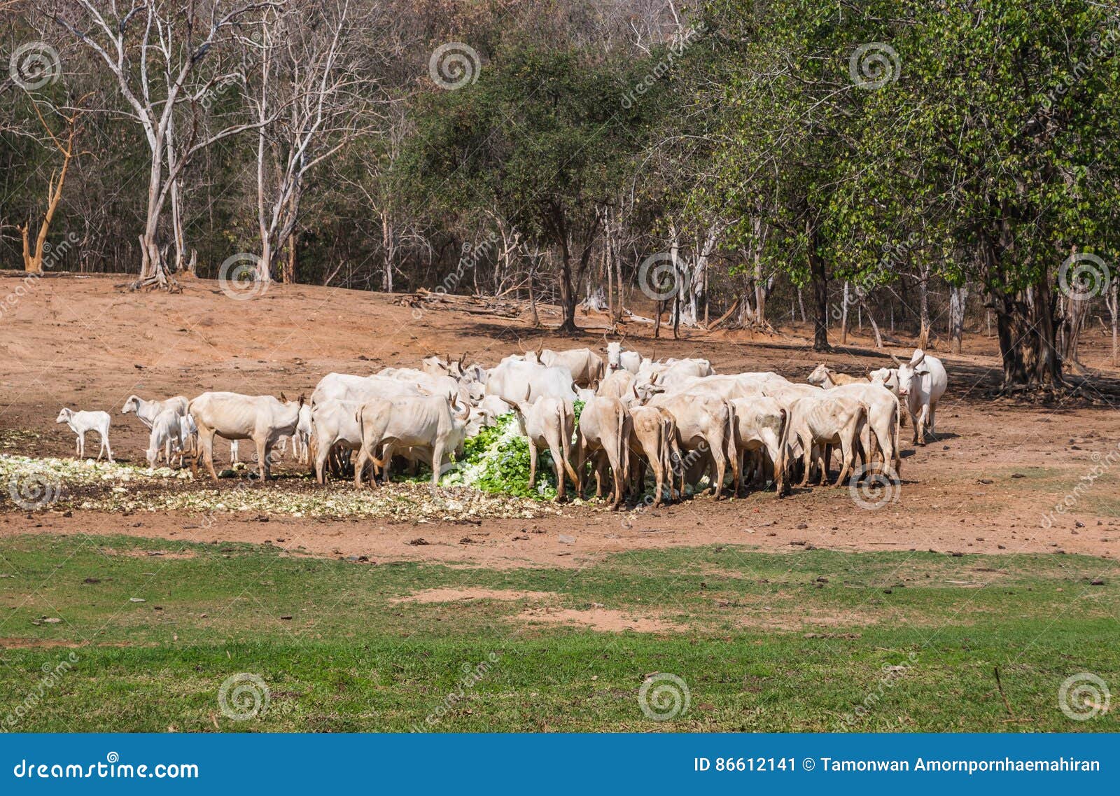 Thai Oxen and Cows Eat Pile of Cabbage in Rural Scene Stock Image ...