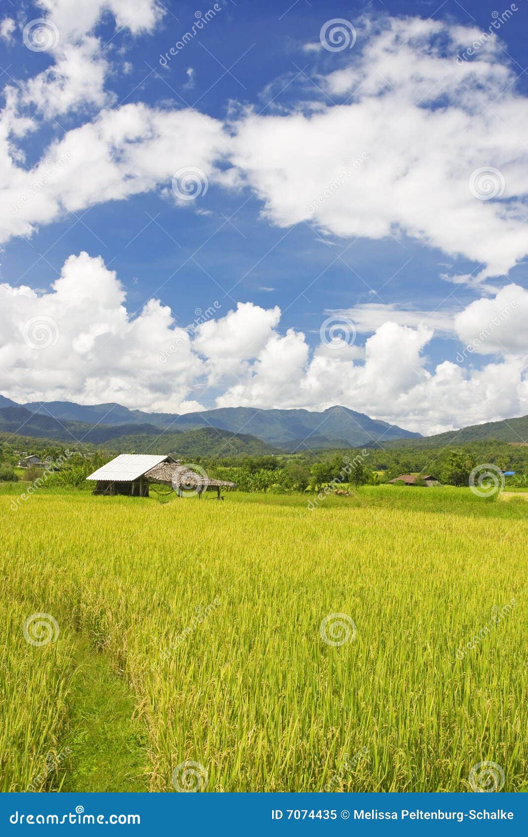 Thai paddy field stock image. Image of vacation, nature - 7074435