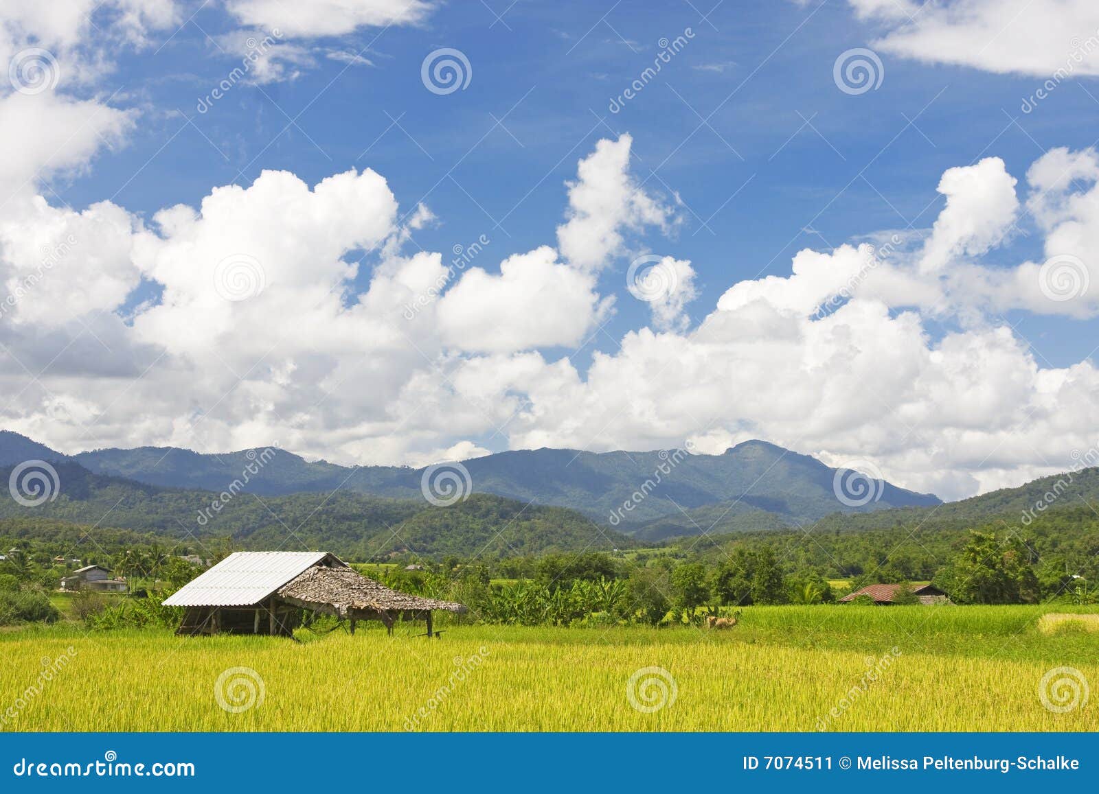 Thai paddy field stock image. Image of agriculture, ricefield - 7074511