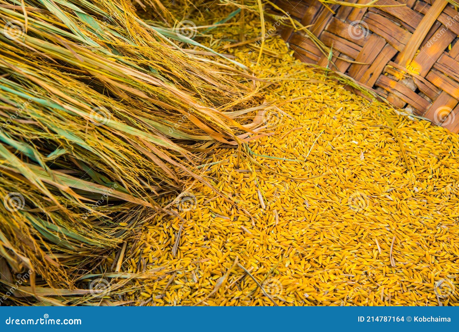 Thai paddy rice in basket stock photo. Image of natural - 214787164