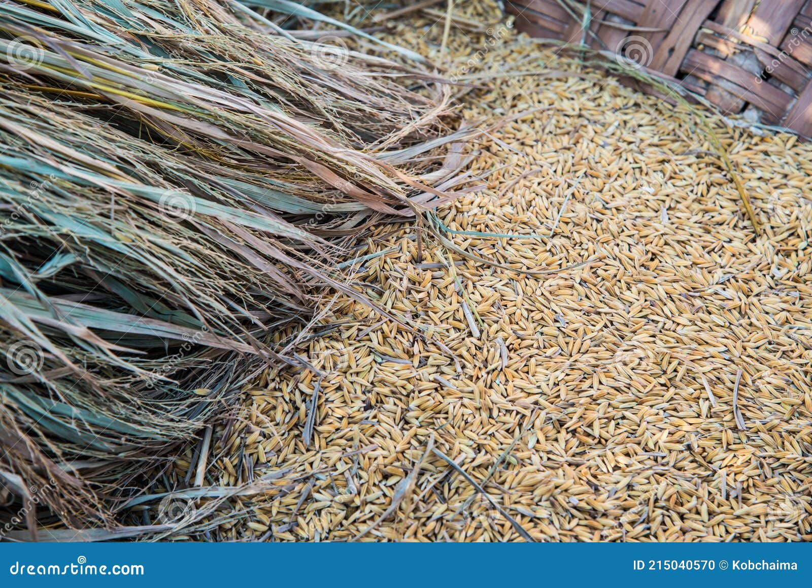 Thai paddy rice in basket stock photo. Image of straw - 215040570