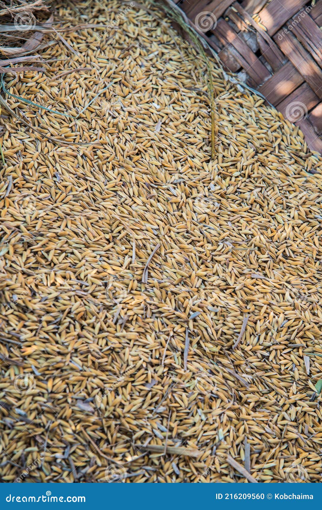 Thai paddy rice in basket stock photo. Image of space - 216209560