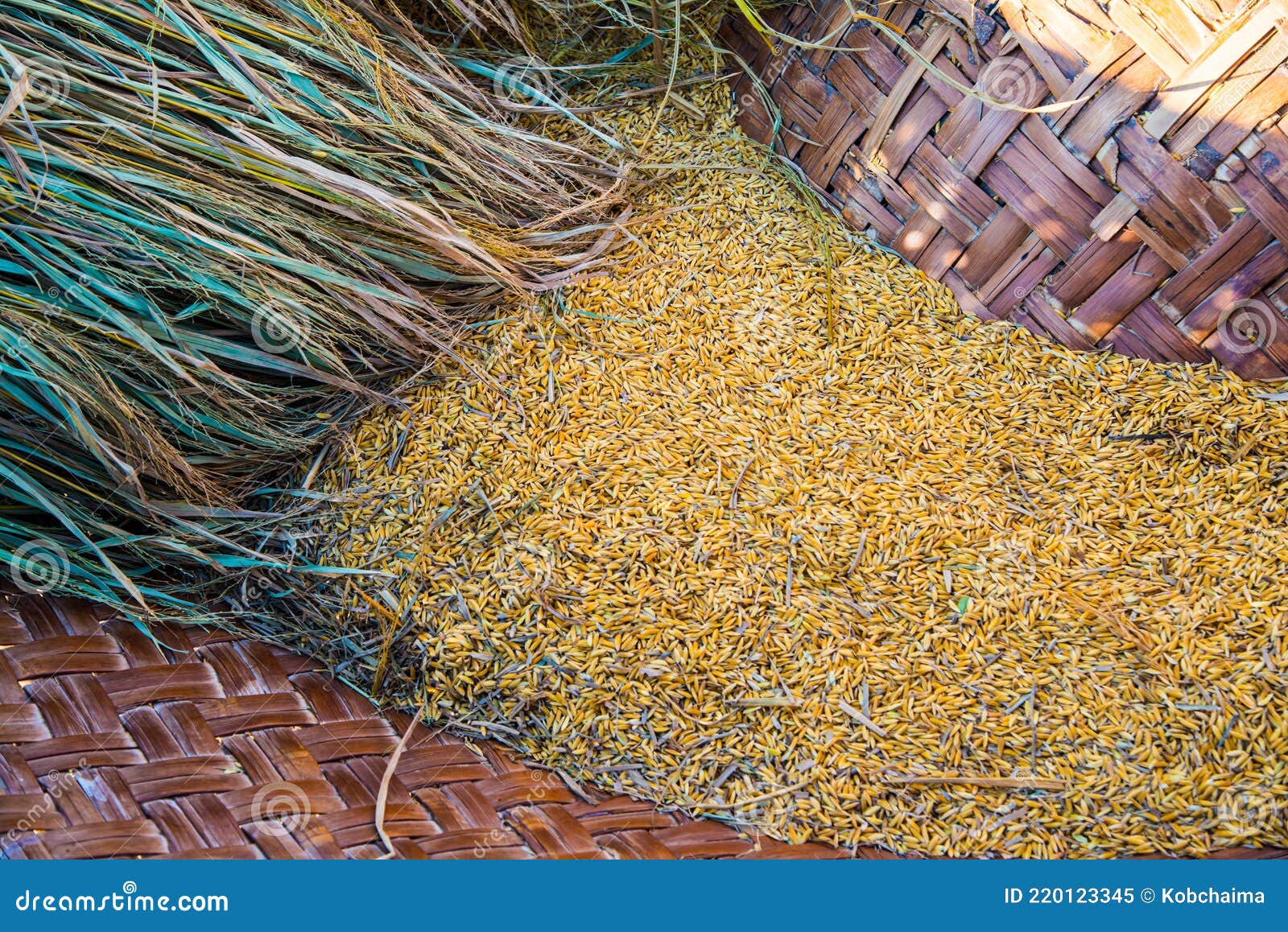 Thai Paddy Rice in Threshing Basket Stock Image - Image of close ...