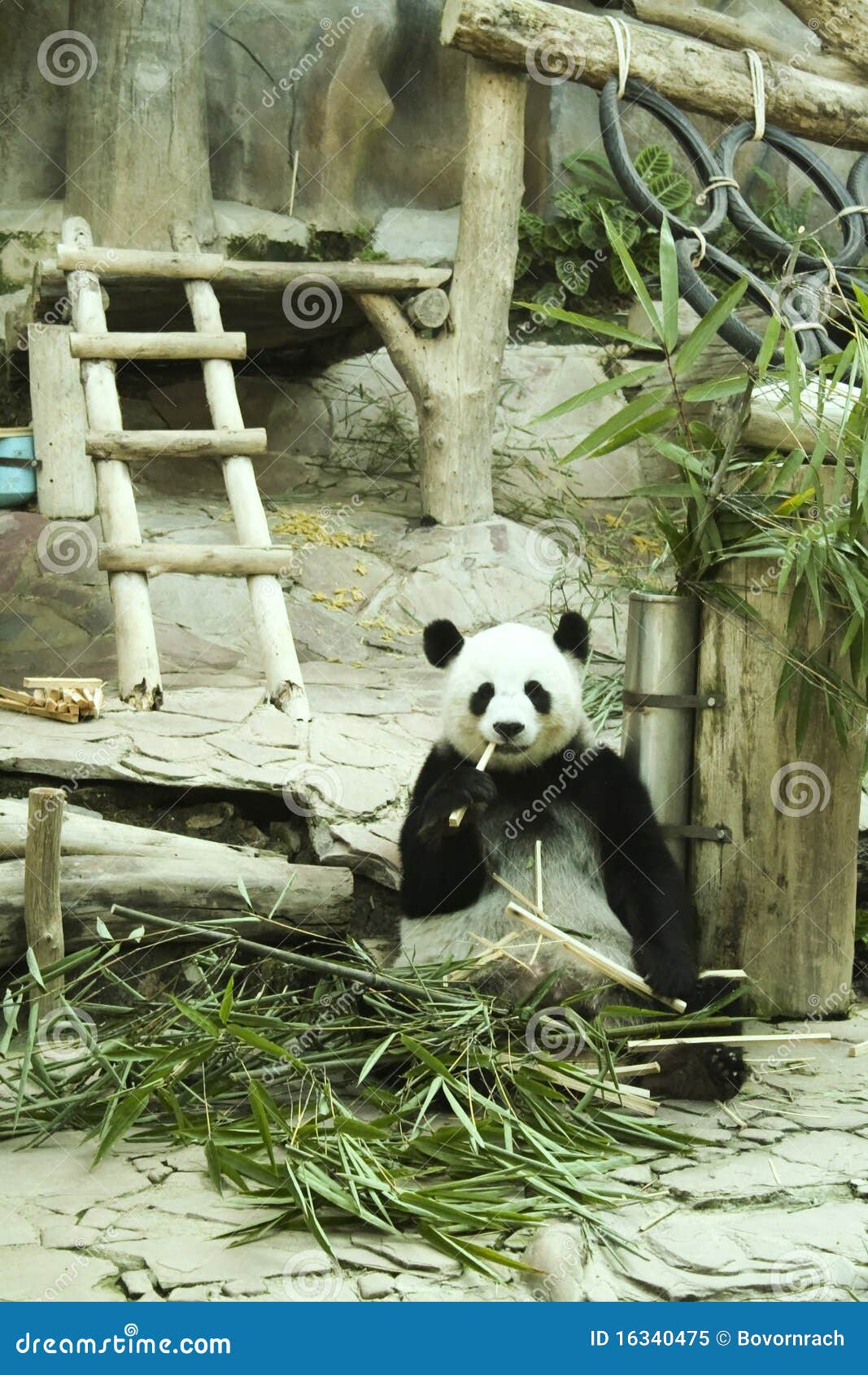 Thai panda stock image. Image of asia, animal, thailand - 16340475