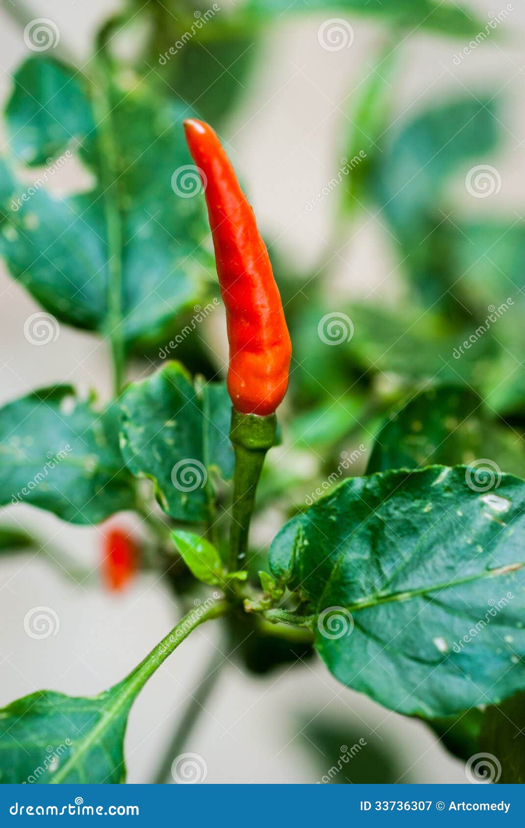 Thai Paprika tree stock image. Image of organic, closeup - 33736307