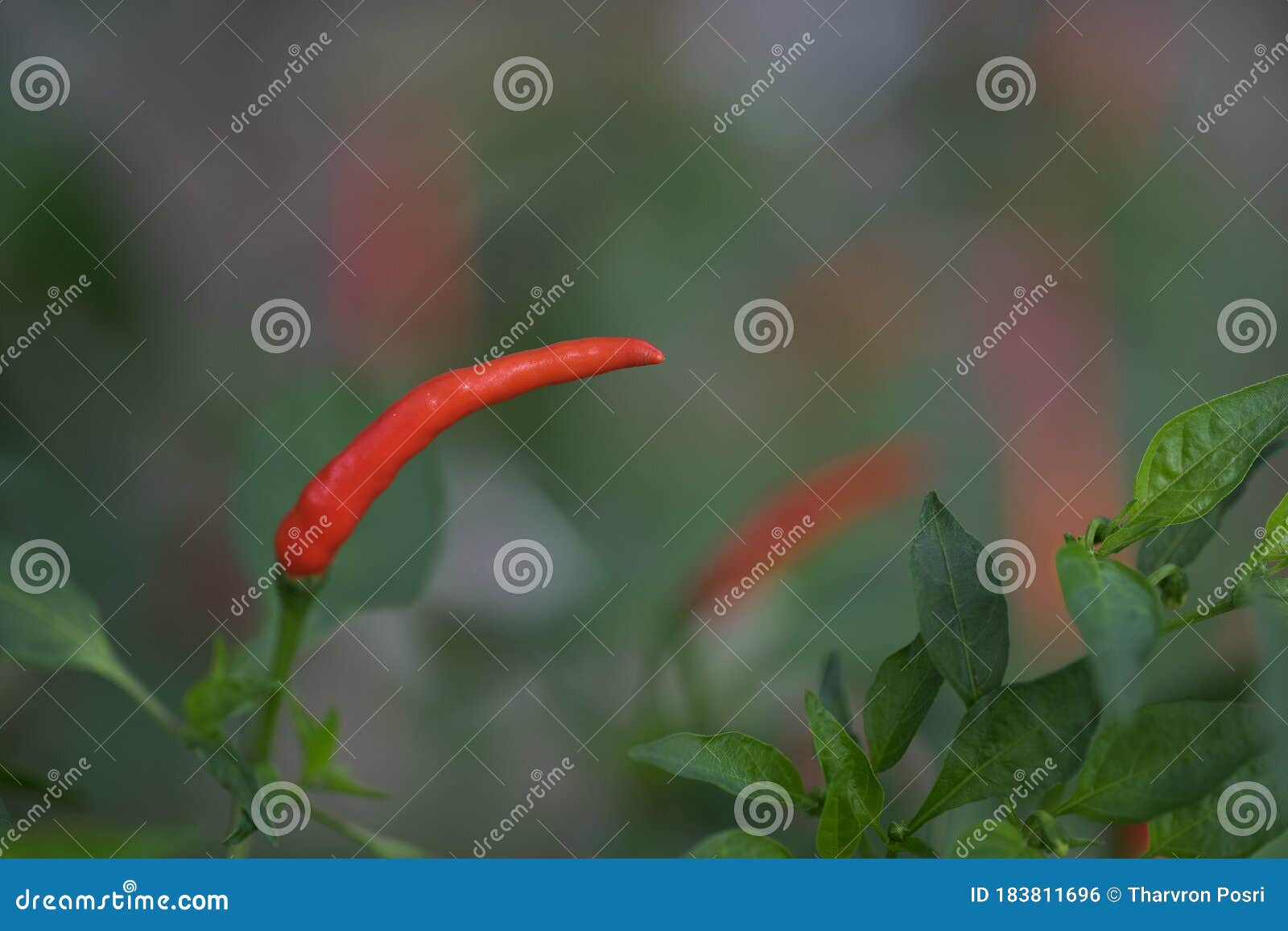 Thai Paprika on Tree with Green Leaf Stock Photo - Image of fresh ...