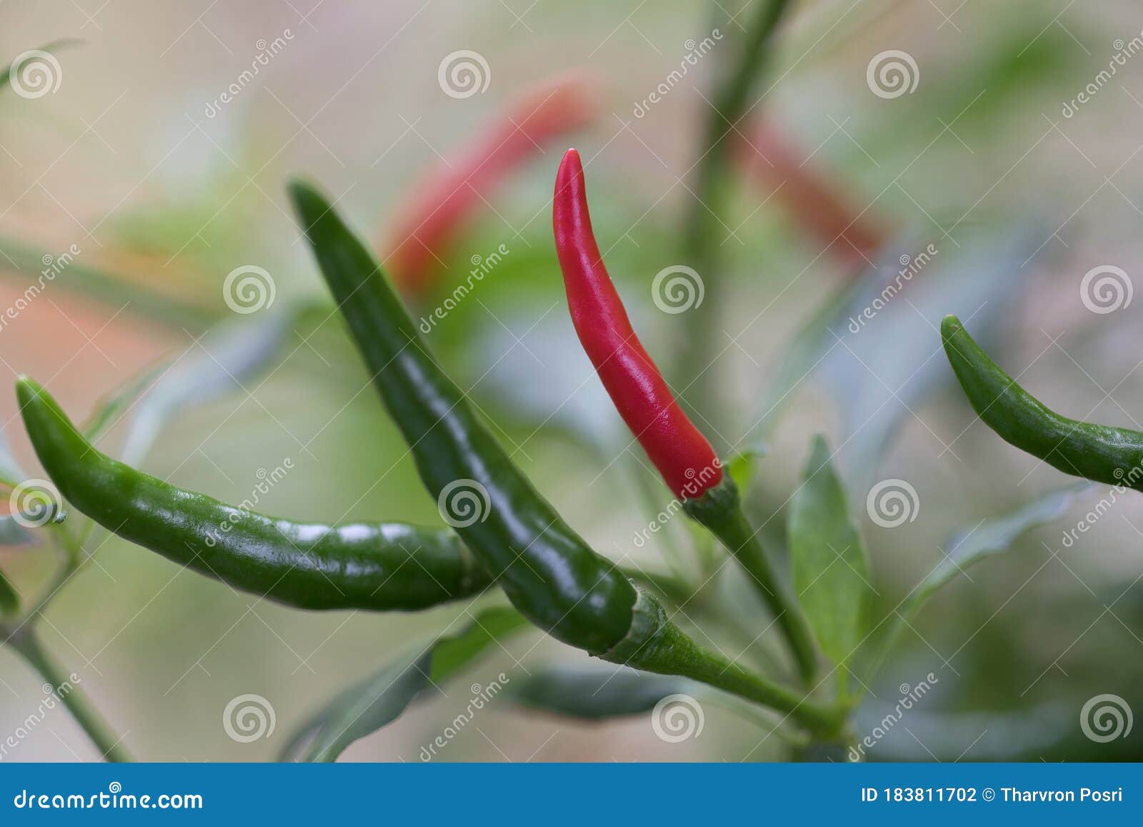 Thai Paprika on Tree with Green Leaf Stock Photo - Image of garden ...