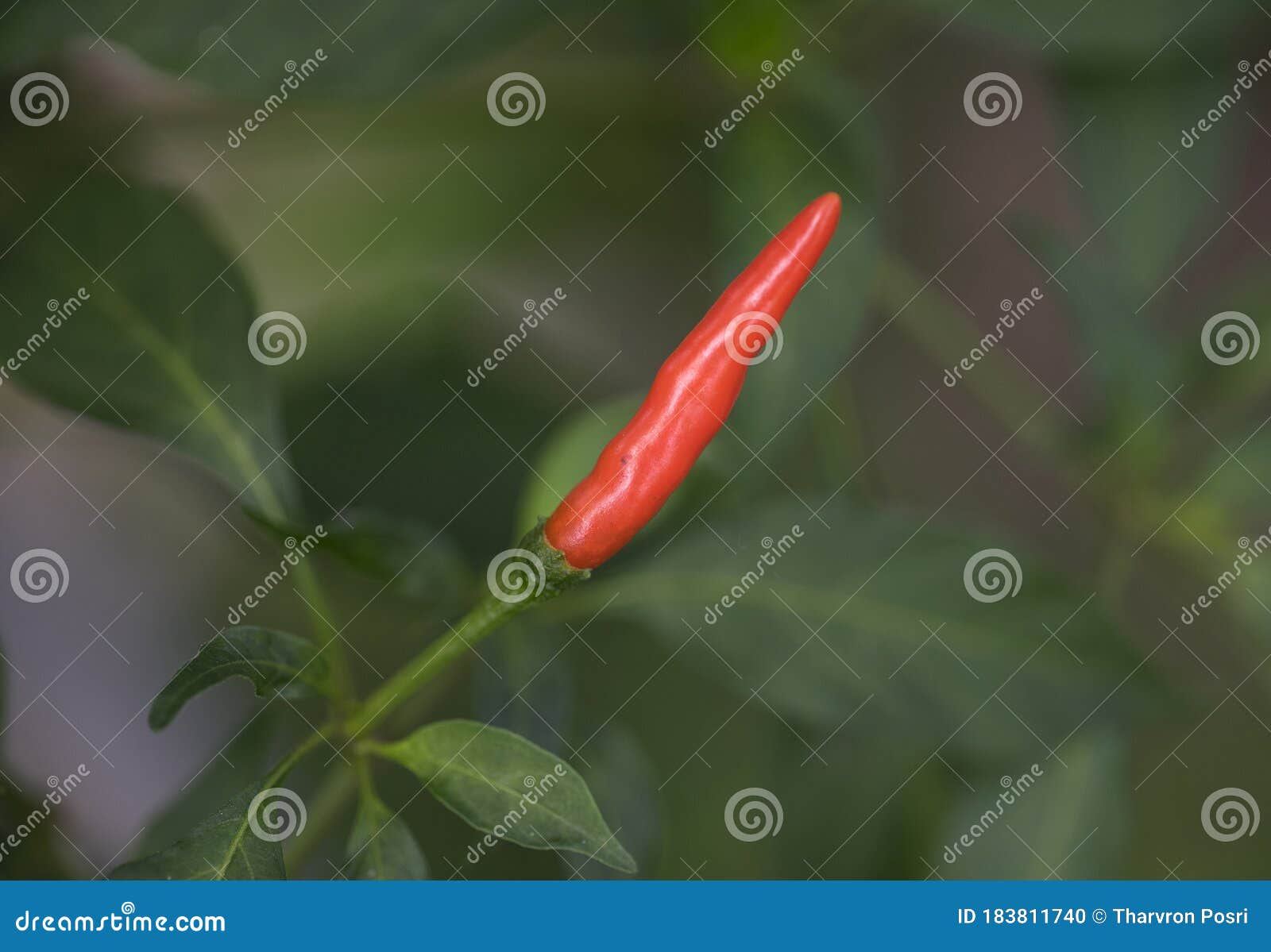 Thai Paprika on Tree with Green Leaf Stock Photo - Image of tree, ripe ...