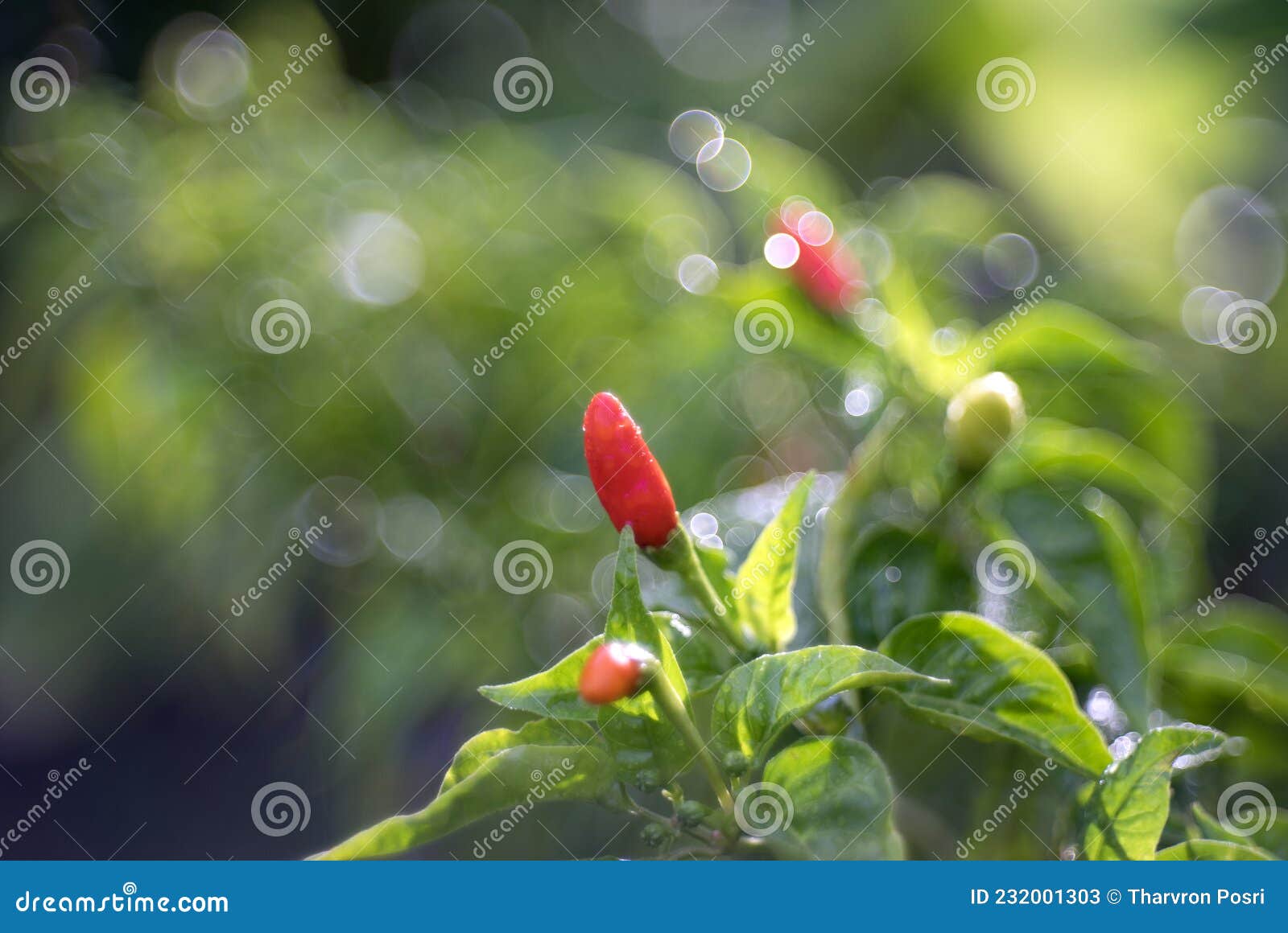 Thai Paprika on Tree with Green Leaf Stock Image - Image of vegetable ...