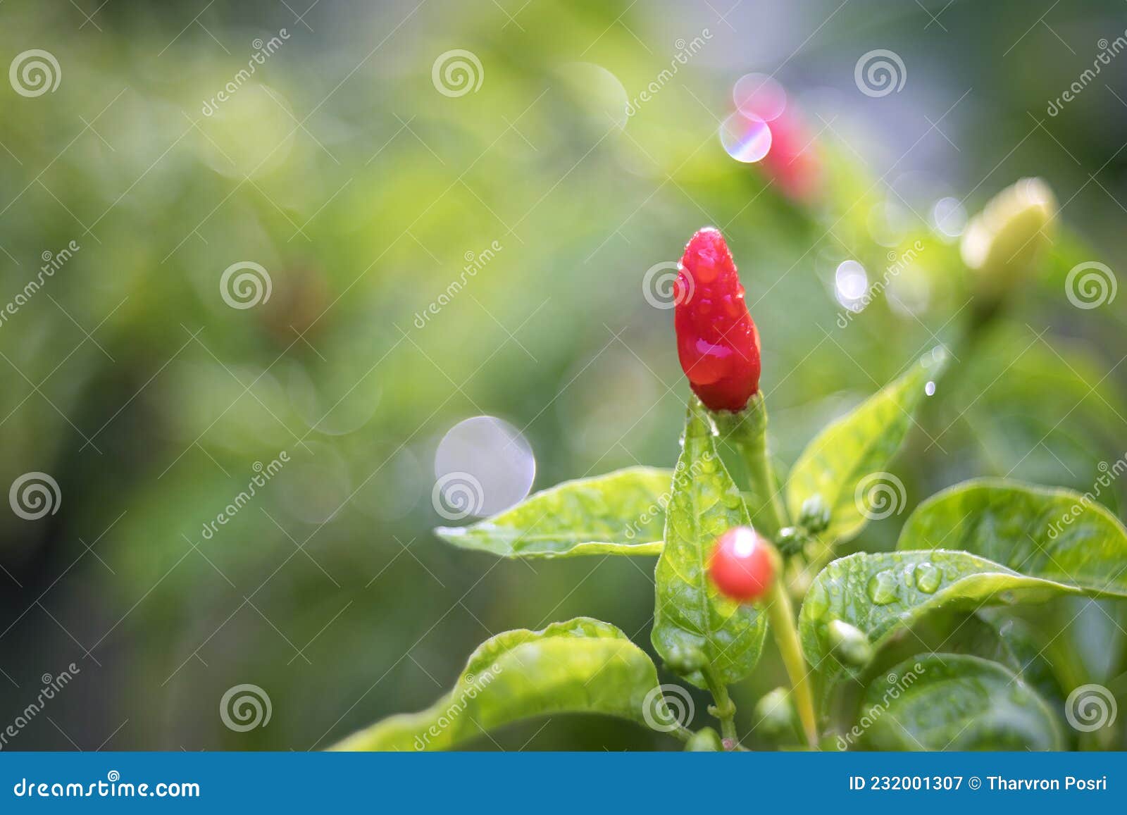 Thai Paprika on Tree with Green Leaf Stock Image - Image of tree ...